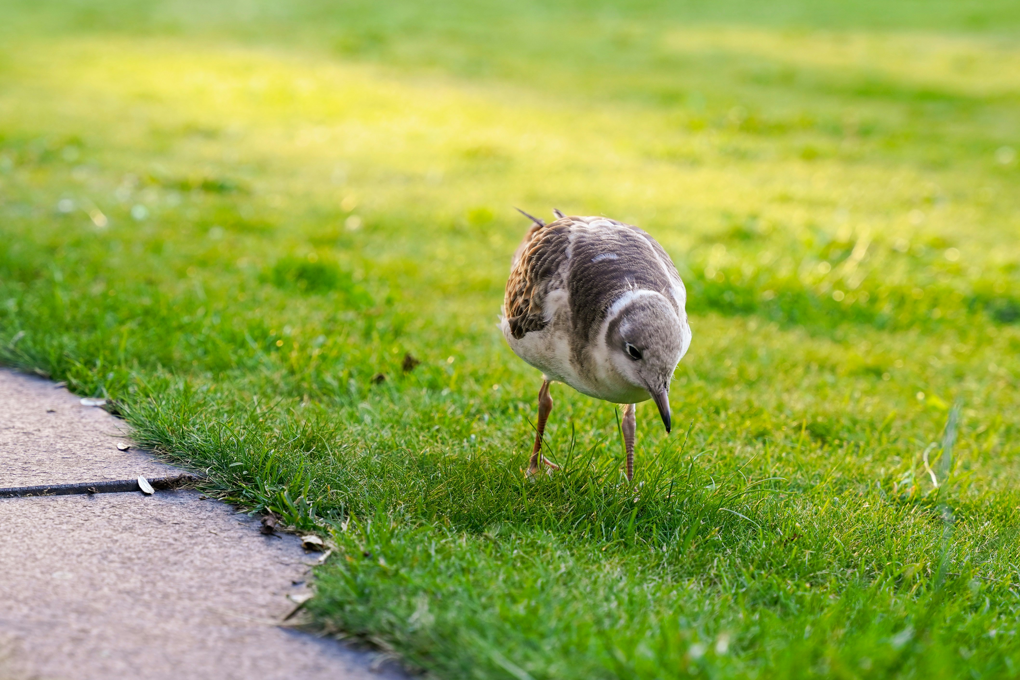Sunlit Forager by the Path