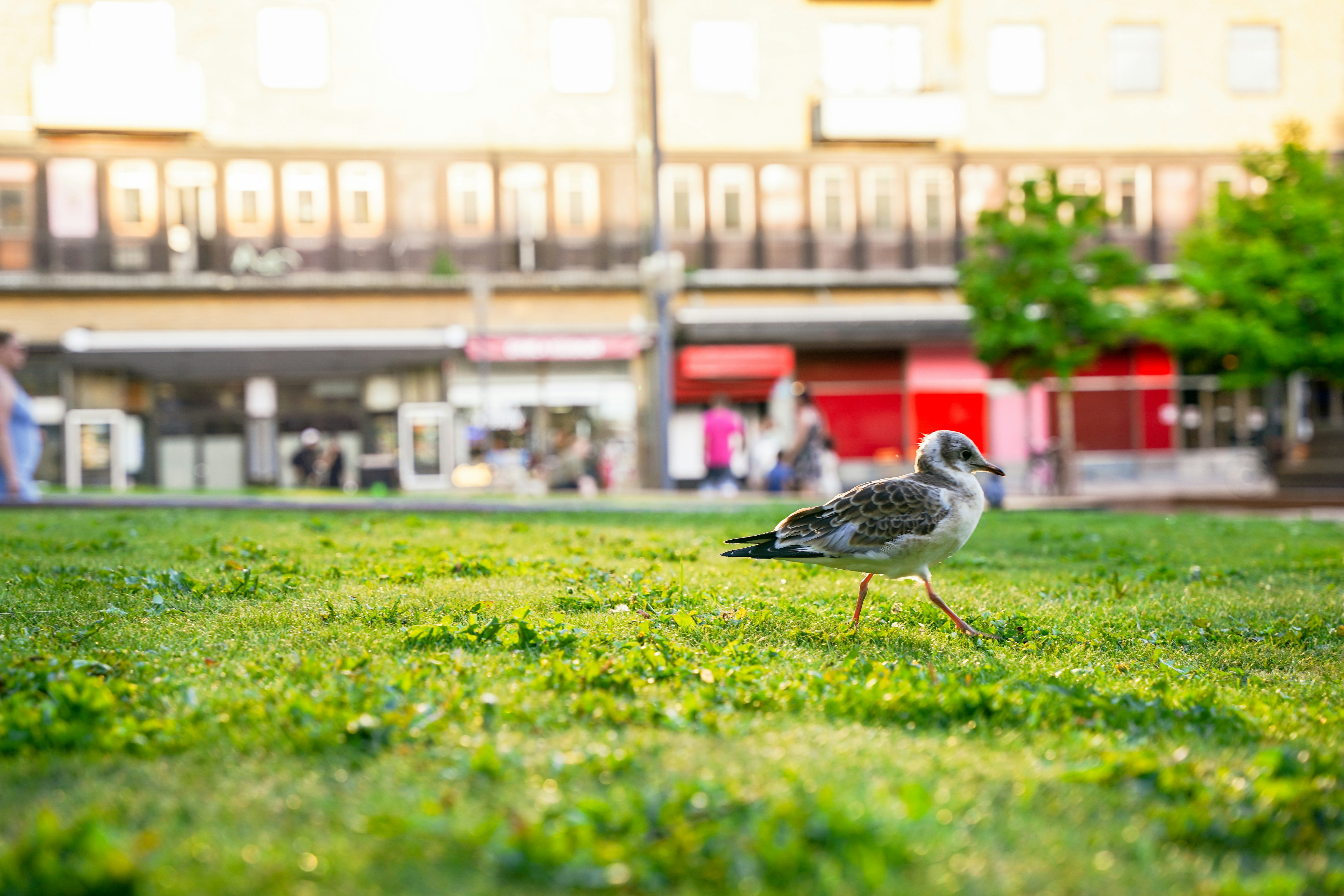 Urban Gull in a Sunlit Park: A Moment of Quiet in the City