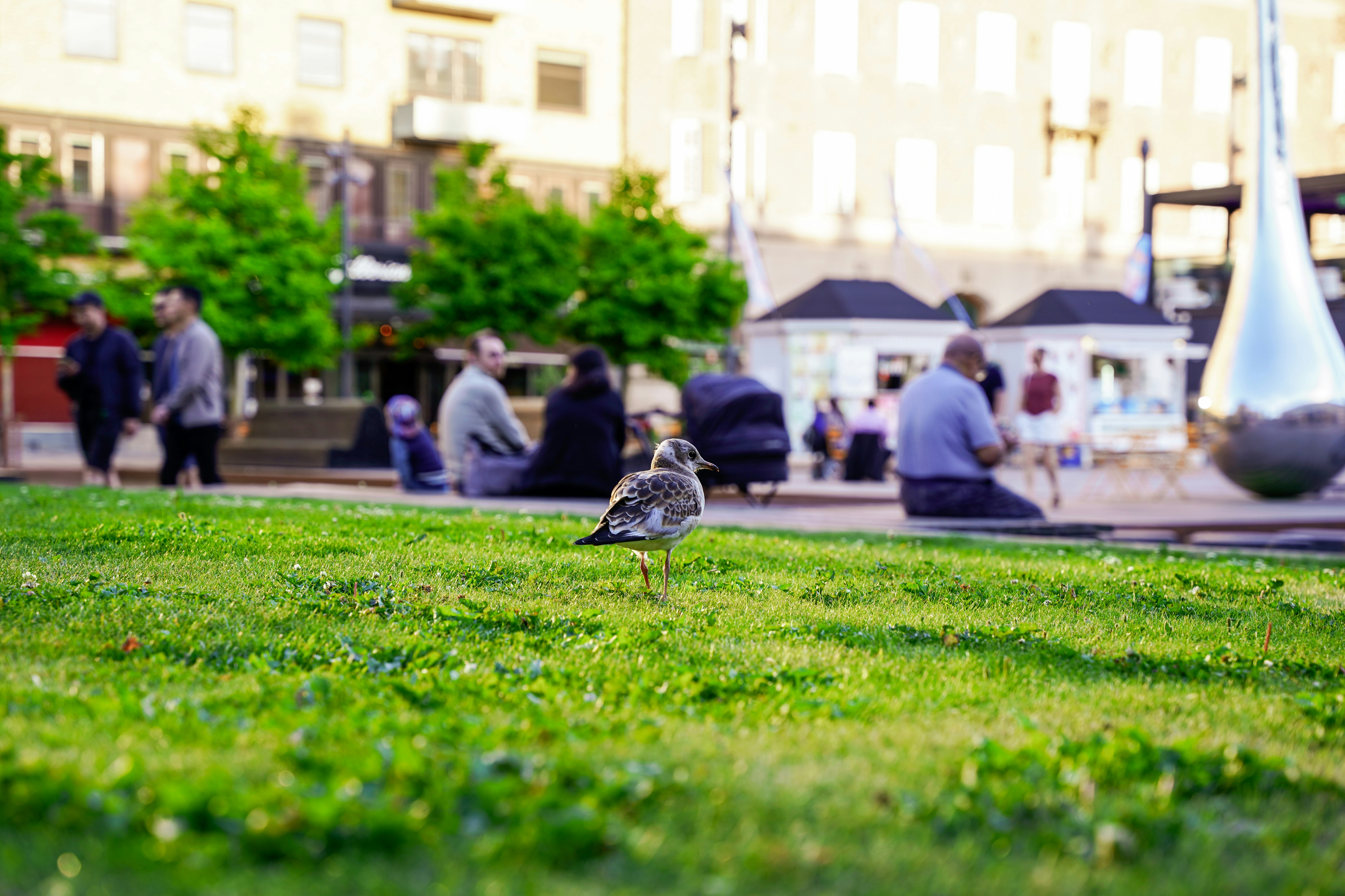 Urban Meadow Wanderer: A Lone Shorebird in a Sunlit City Square