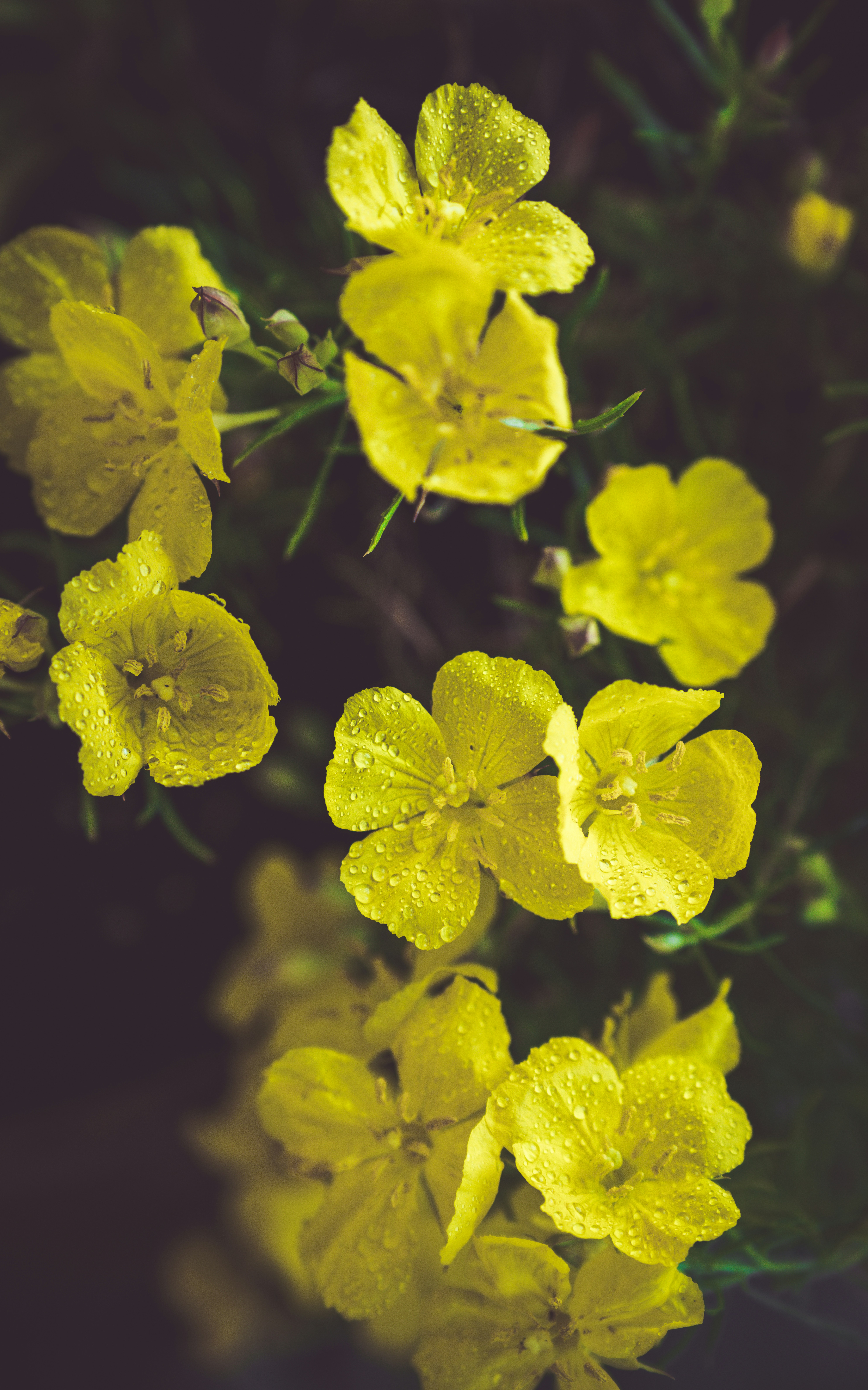 a group of yellow flowers