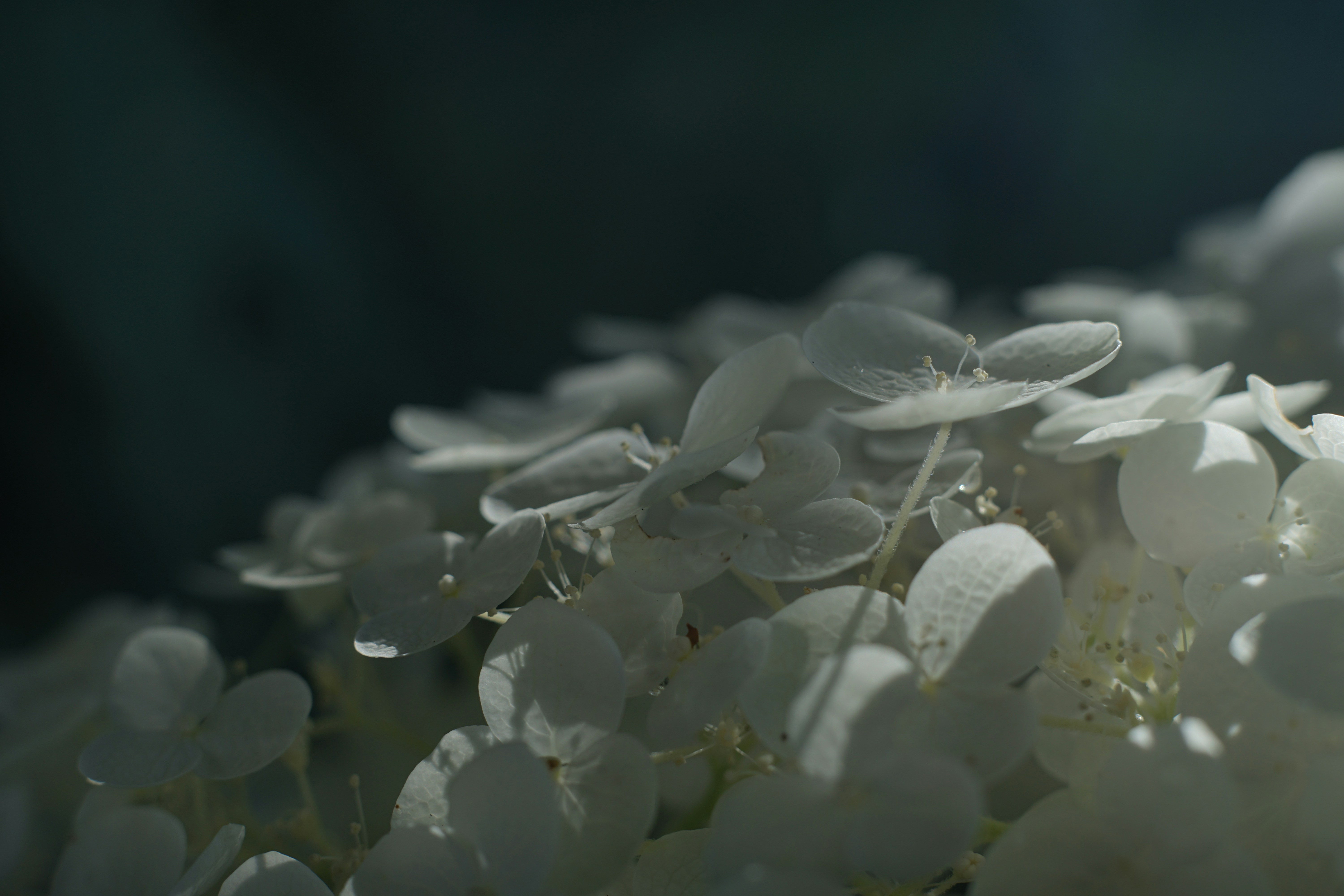 Close-Up Hydrangea in Soft Spotlight