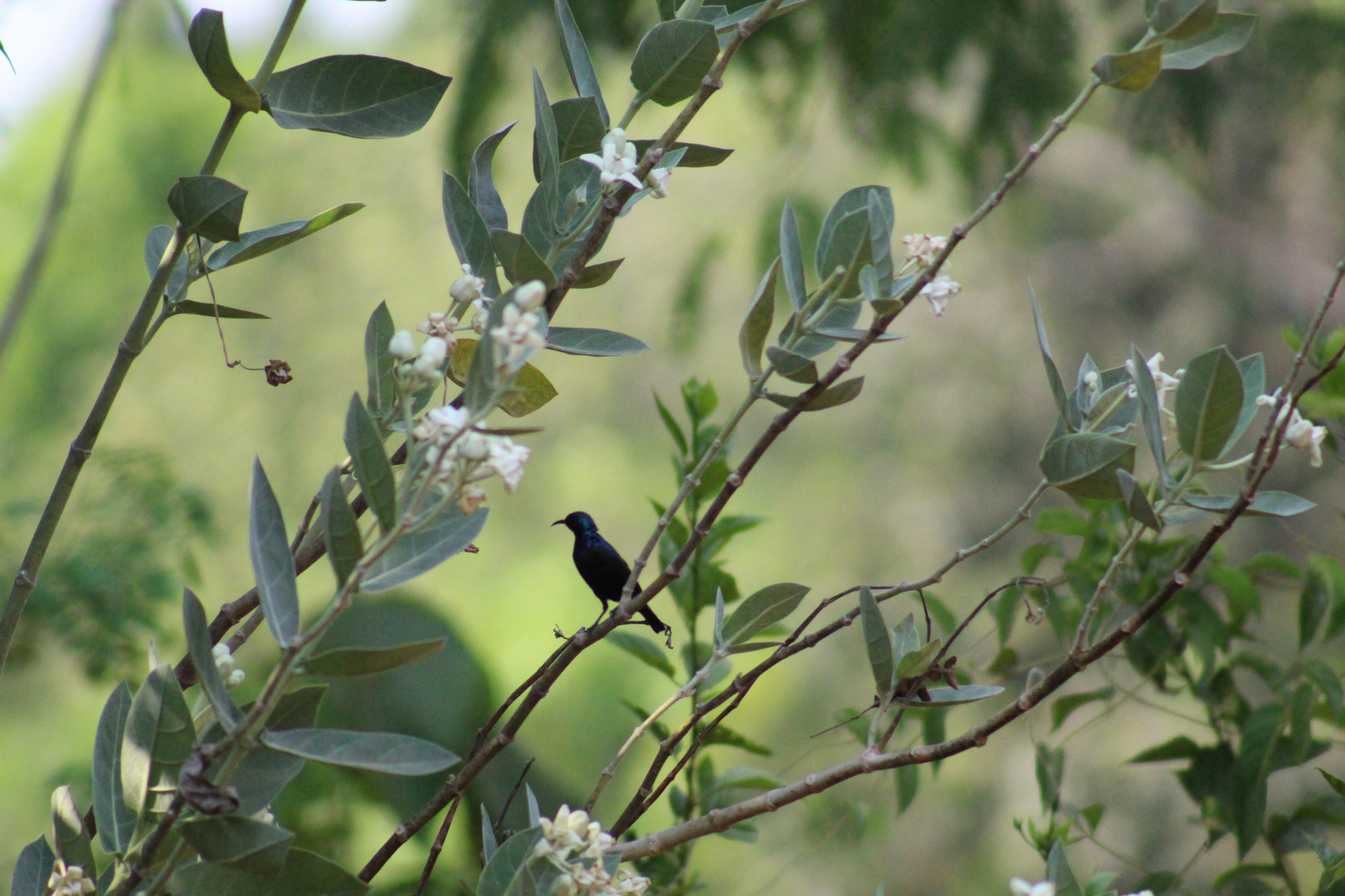 a bird perched on a tree branch