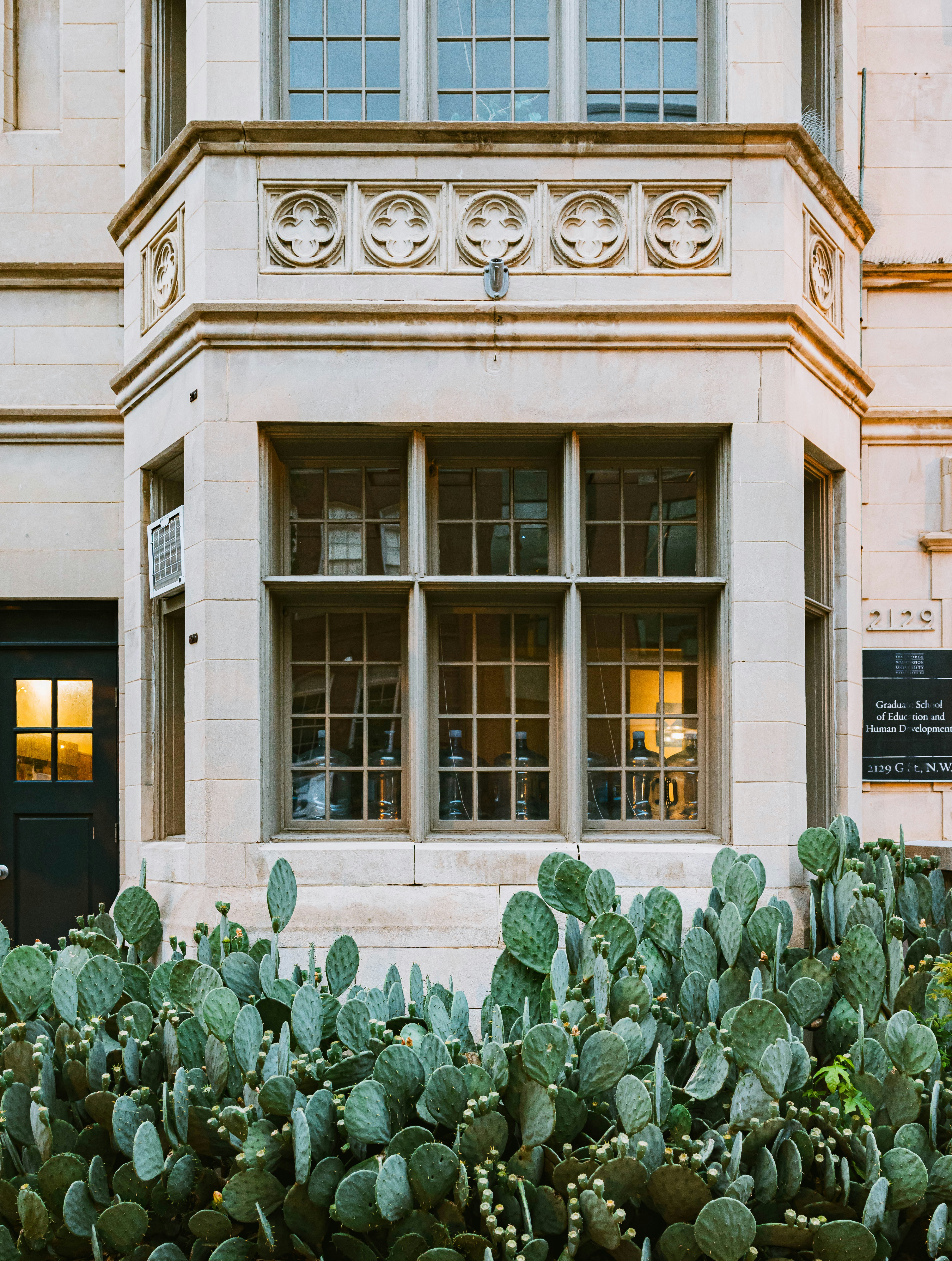 Some cactus grows in front of a building in Washington DC.
