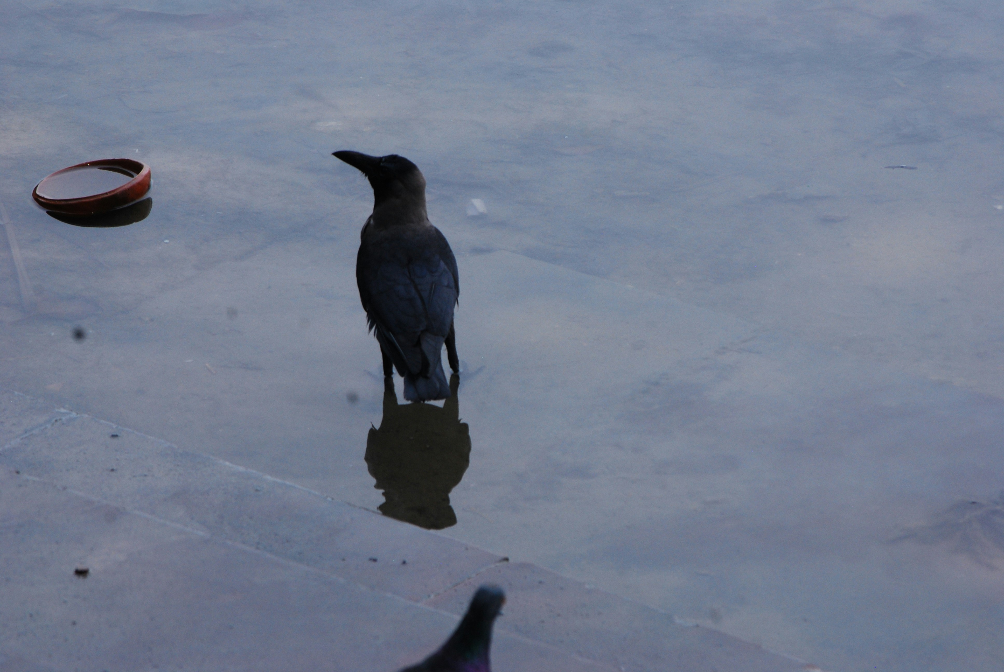 Single Crow by a Quiet Pool: A Silent Gaze