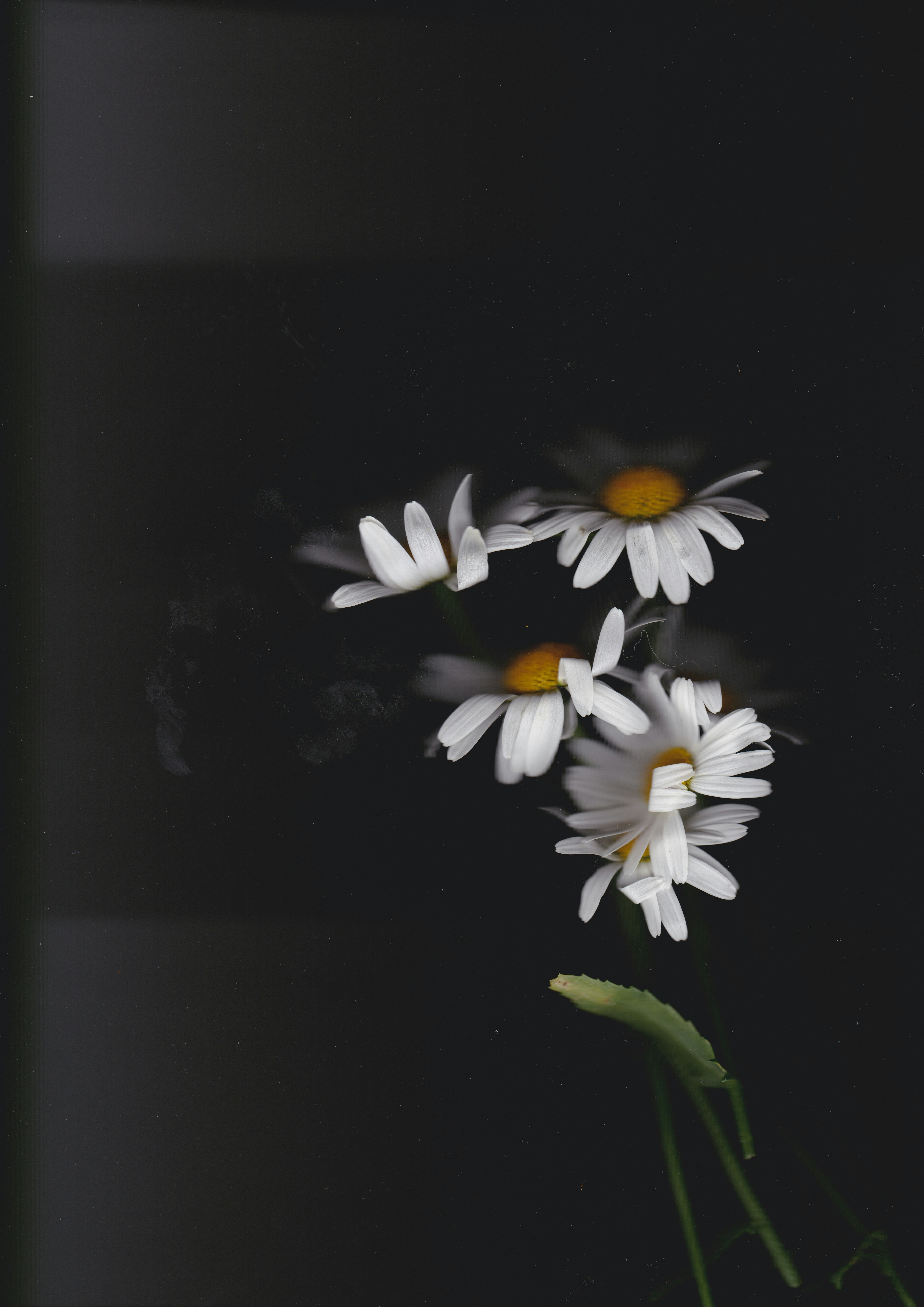 Un grupo de flores blancas foto – Imagen de Flores gratuita en Unsplash
