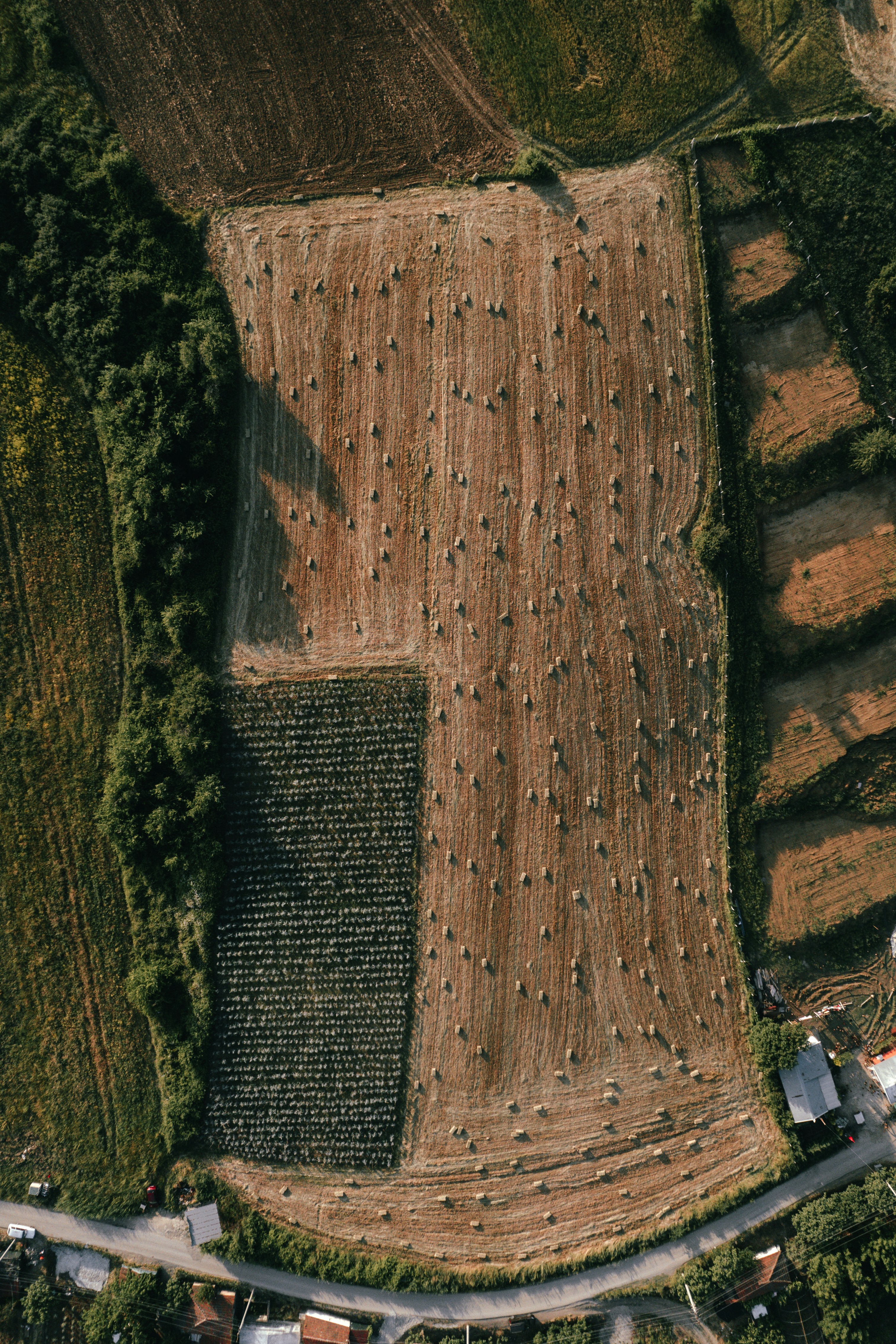 Harvest Mosaic: Hay Bales Traced Across a Curved Field