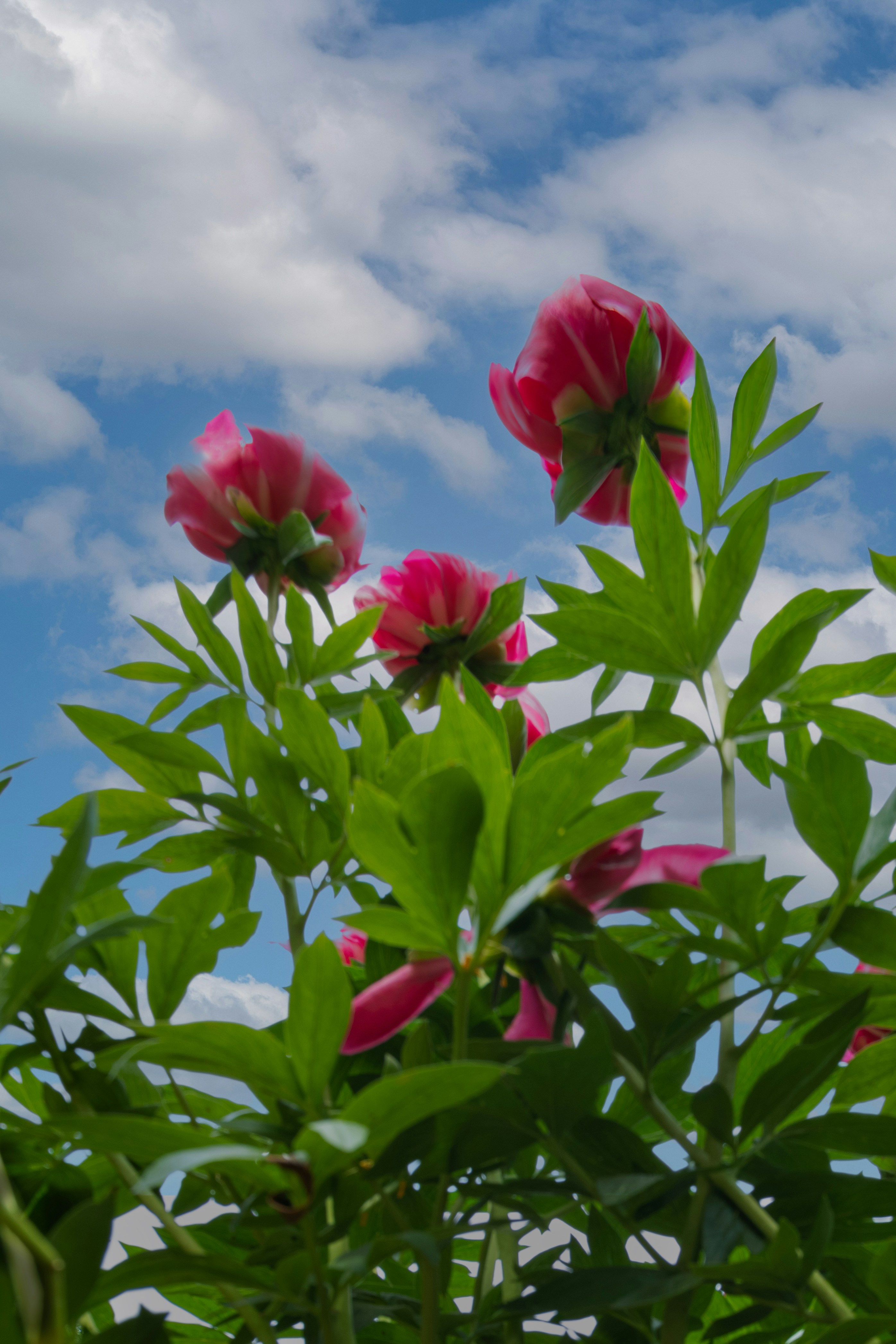 Pink and white peony flowers reach for the sky.