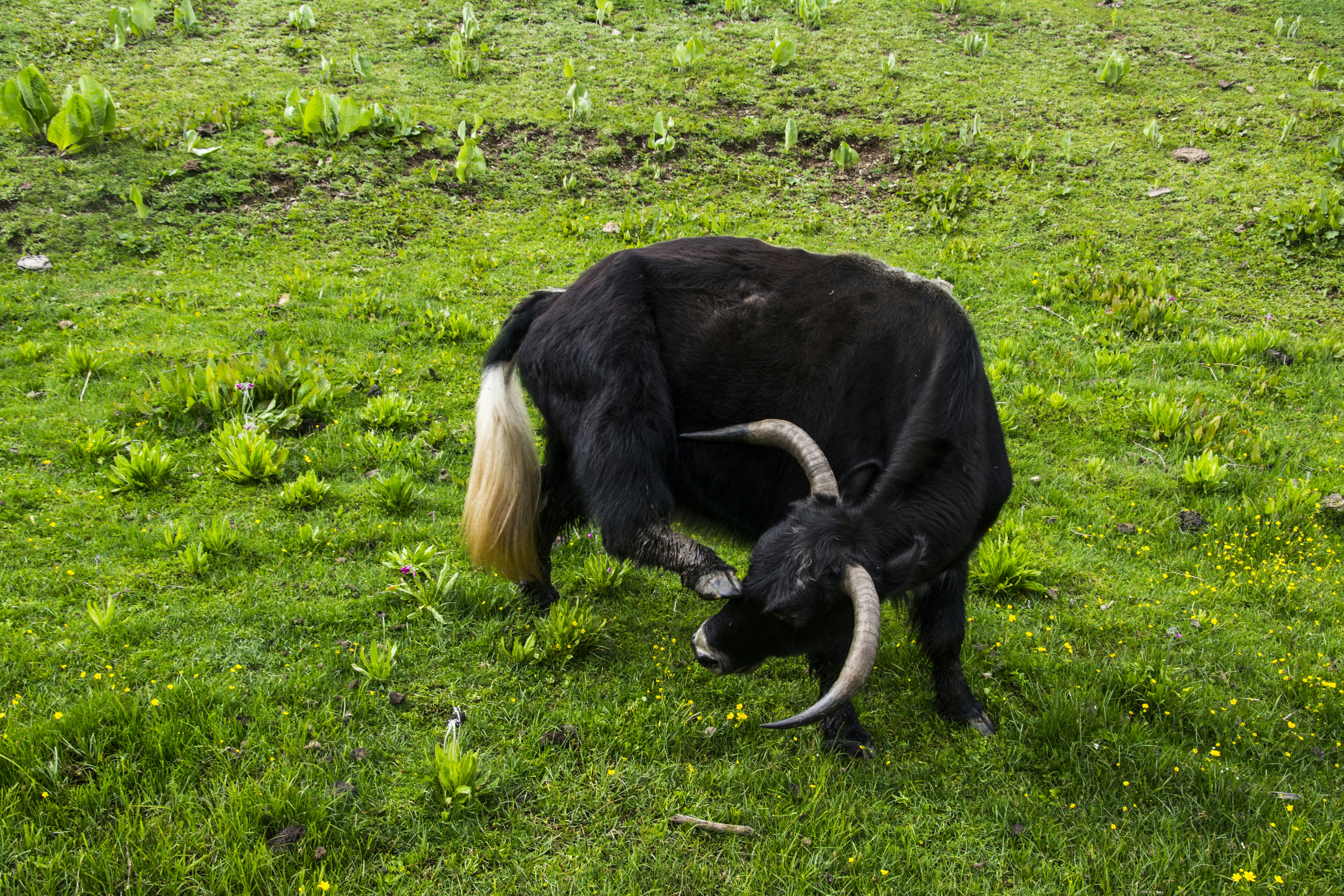 Horned Black Yak Anchors a Quiet Meadow