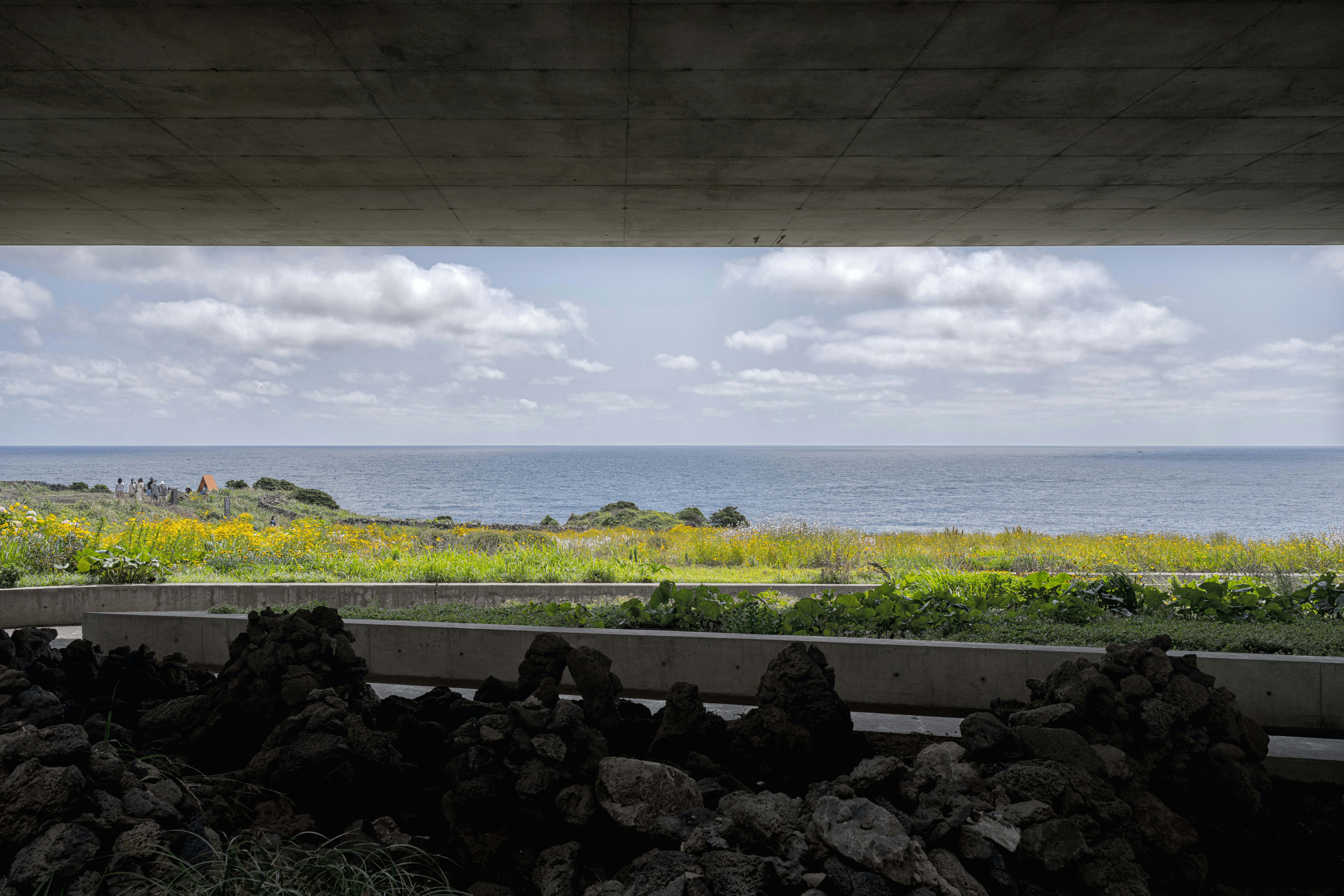 Foto Un campo de flores amarillas – Imagen Ando Tadao gratis en Unsplash