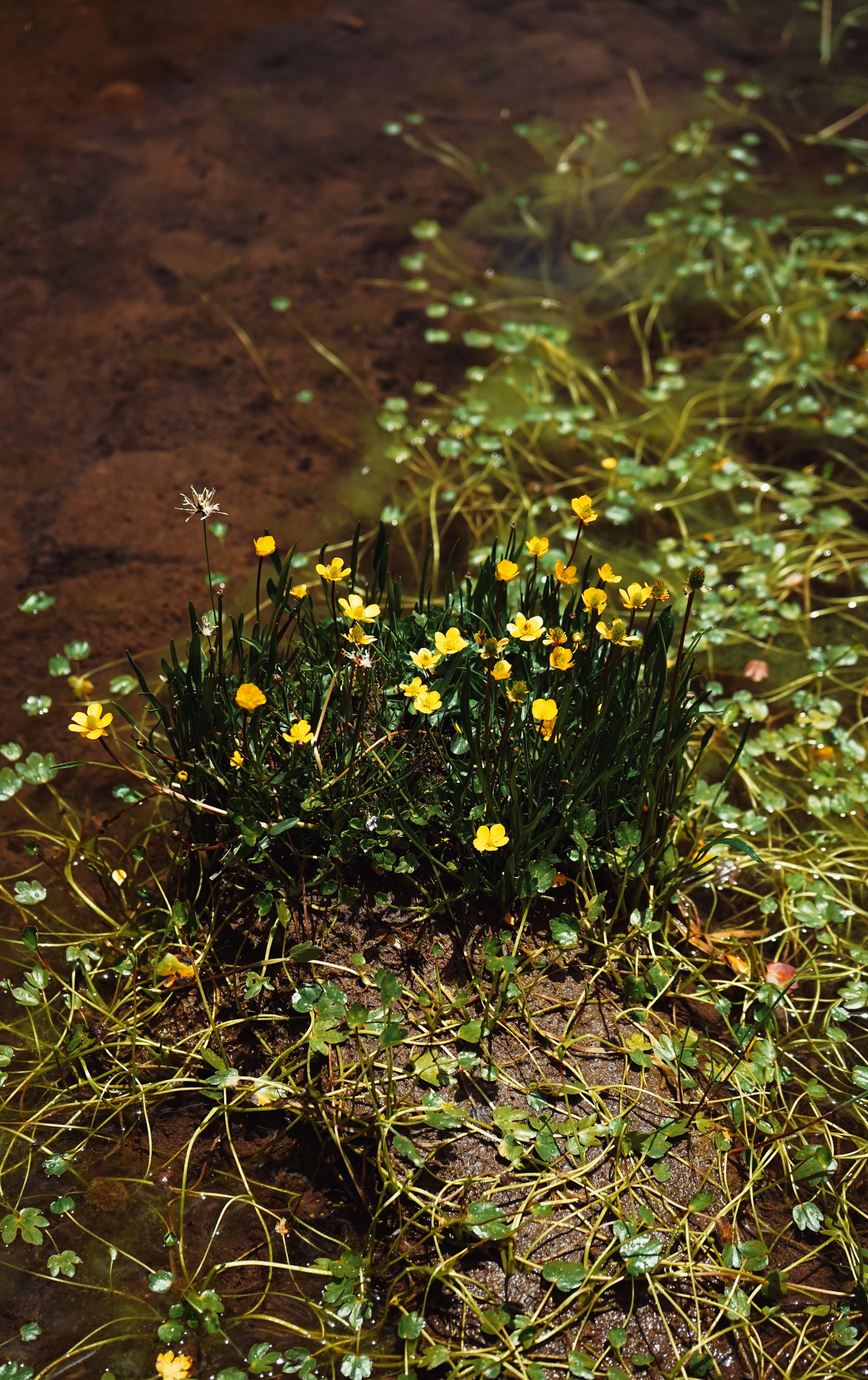 A cluster of yellow blossoms rising from a tangled moss and soil garden