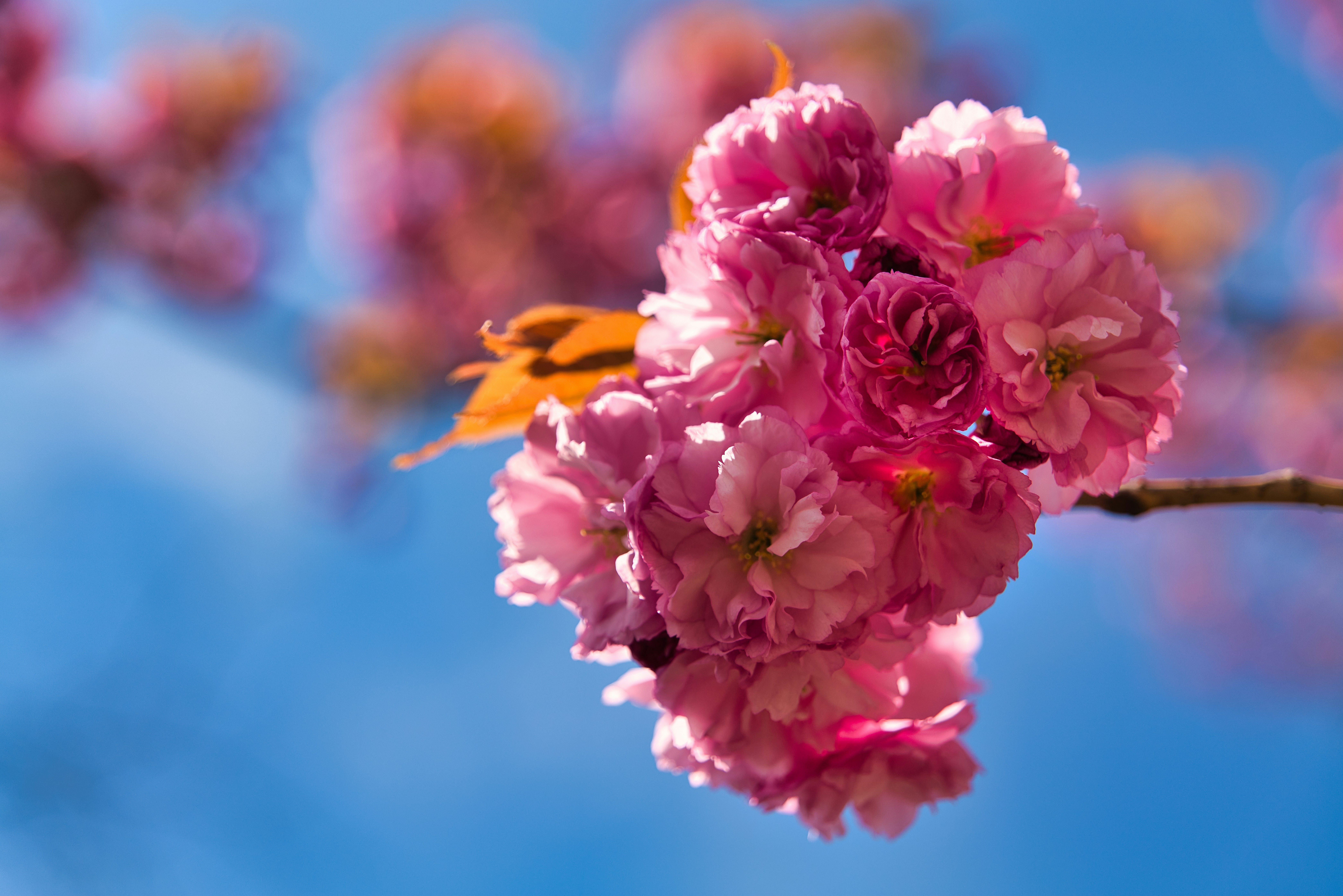 Close-up photograph of pink blossoms clustered on a thin branch against a bright blue sky. The shallow depth of field emphasizes the flower cluster as the focal point.