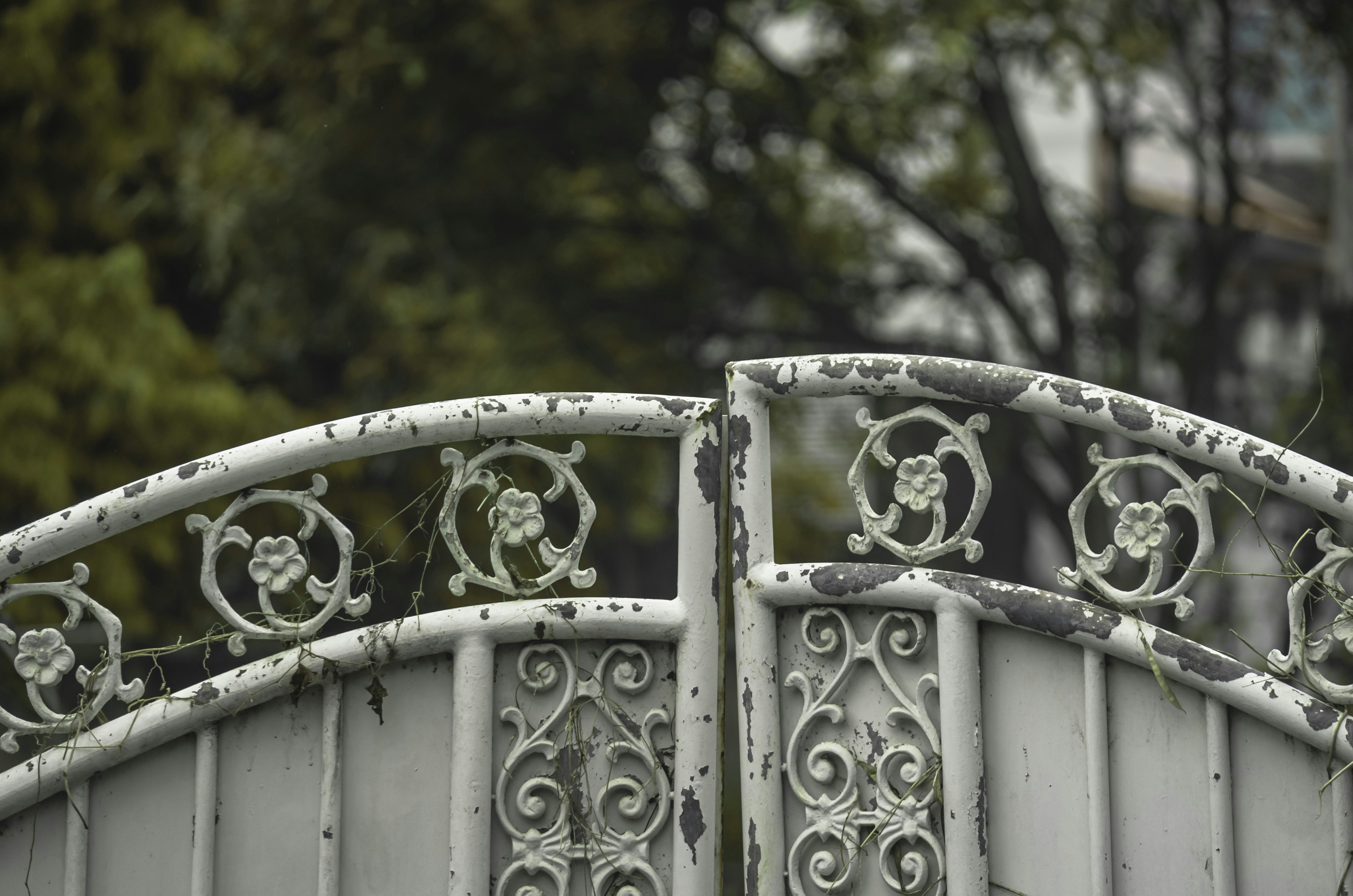 A white fence with a metal gate photo – Free Rust Image on Unsplash