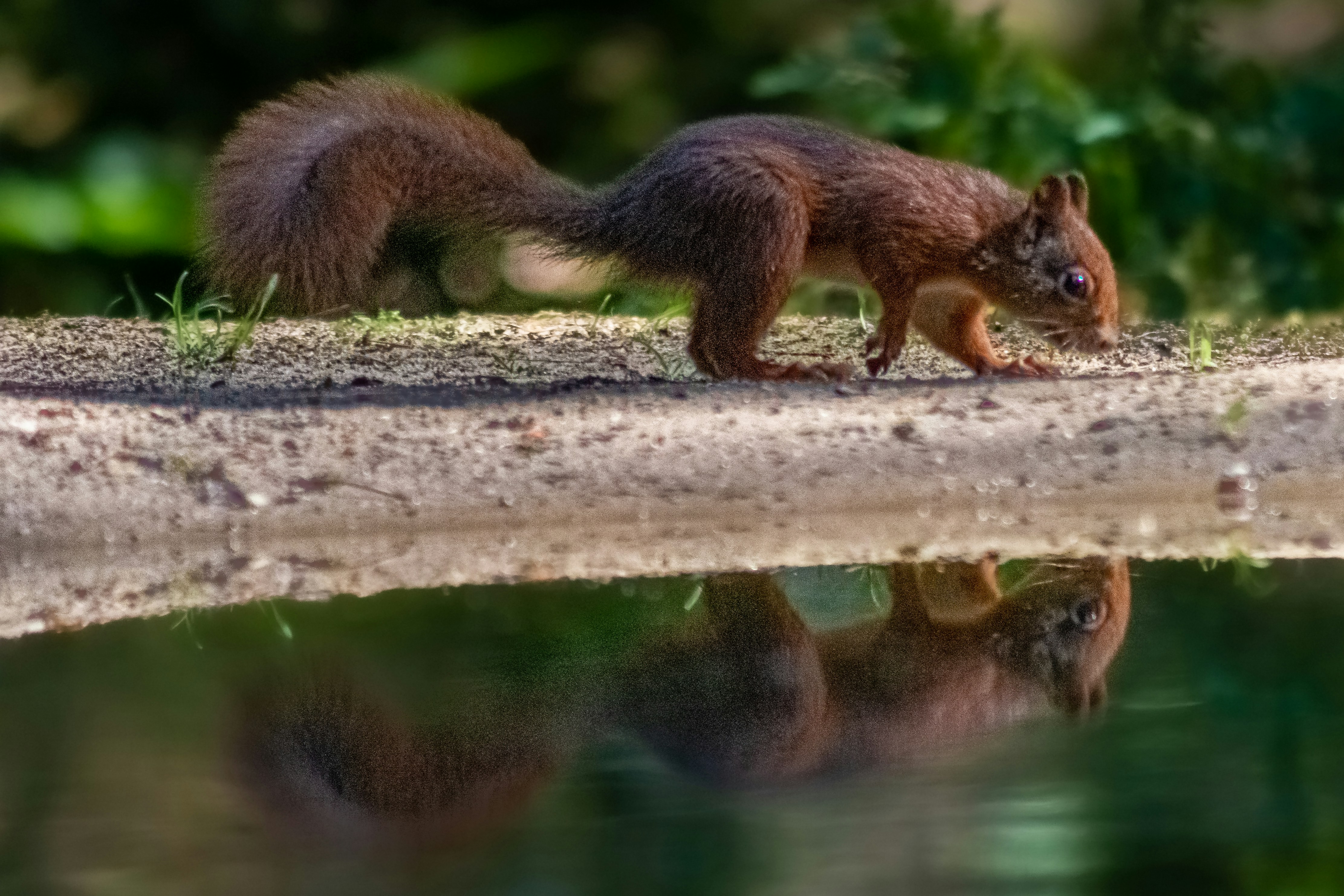 A couple of squirrels by a pond photo – Free Netherlands Image on Unsplash