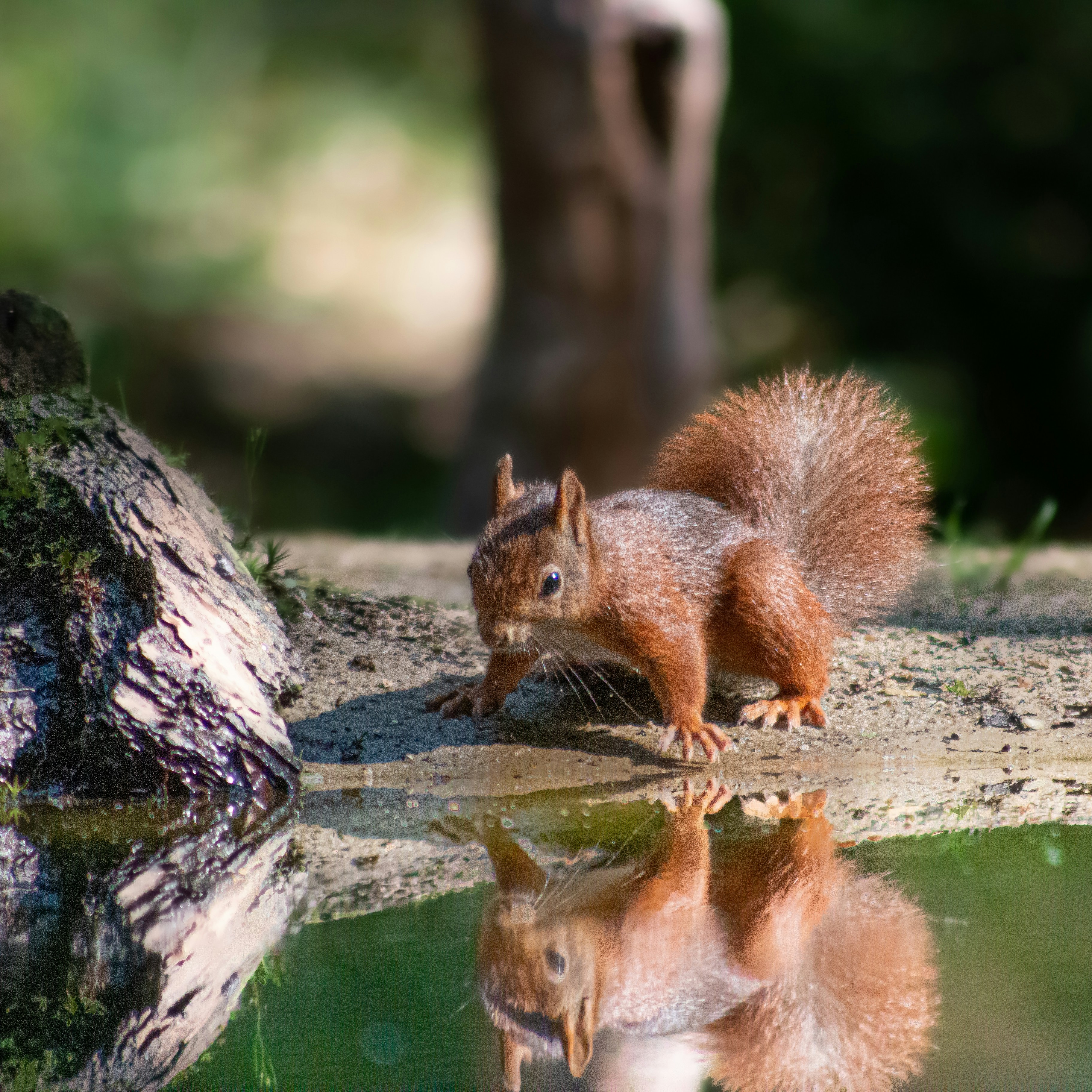 squirrel searching for food