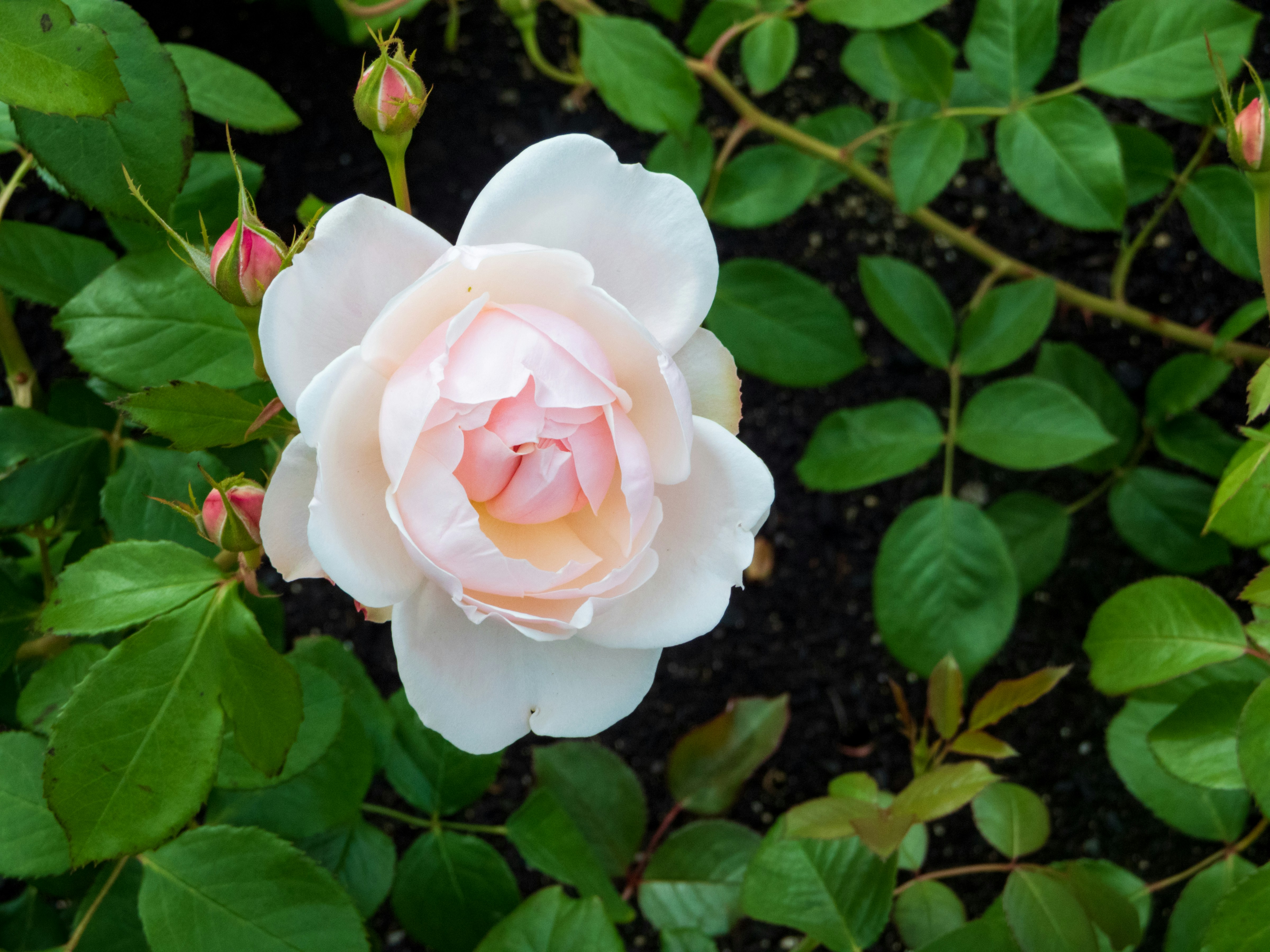 Foto zum Thema Eine weiße Rose auf einem Busch – Kostenloses Bild zu ...