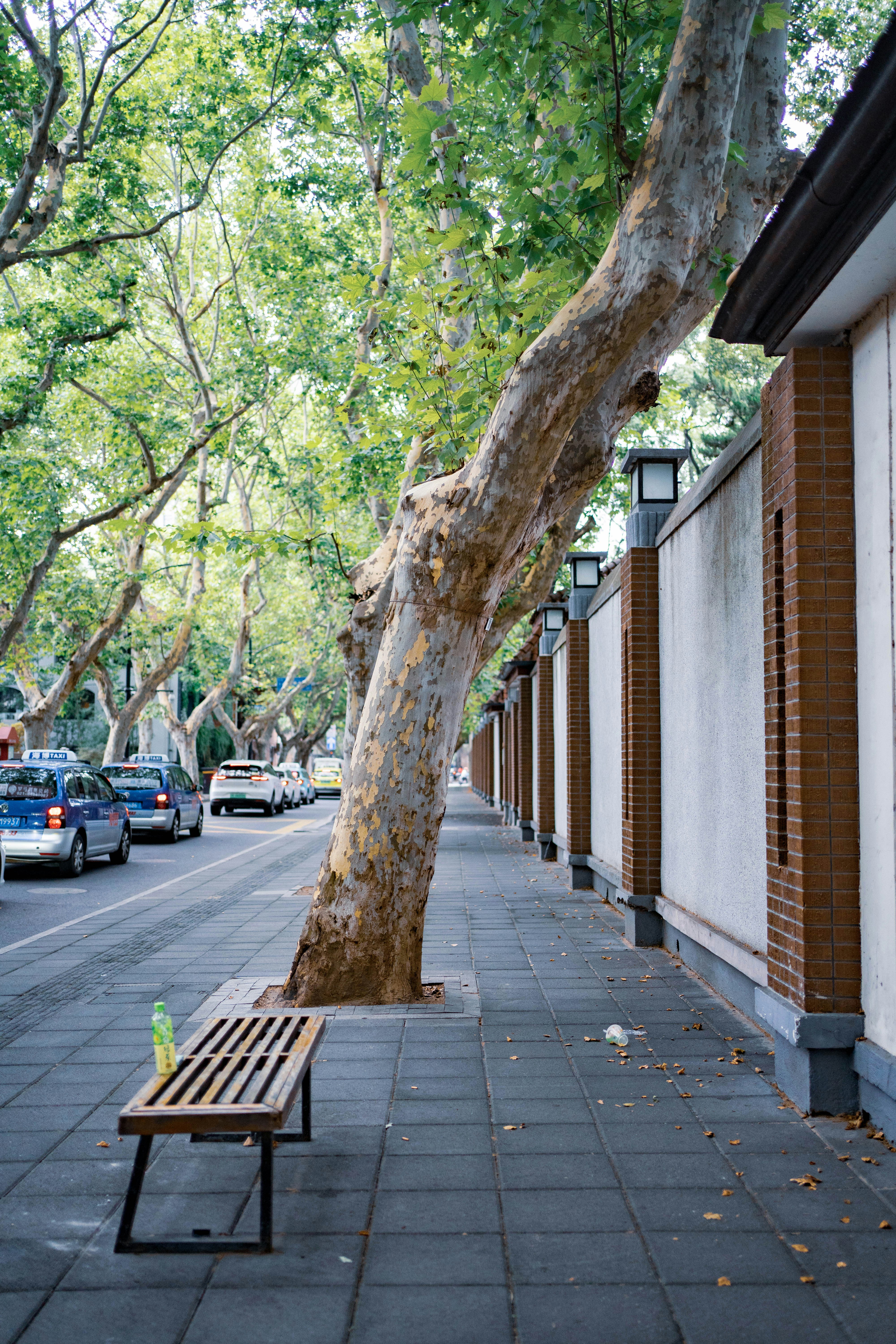 A solitary wooden bench positioned beside a tree-lined sidewalk, framed by a serene urban environment. The scene captures the tranquility of city life.