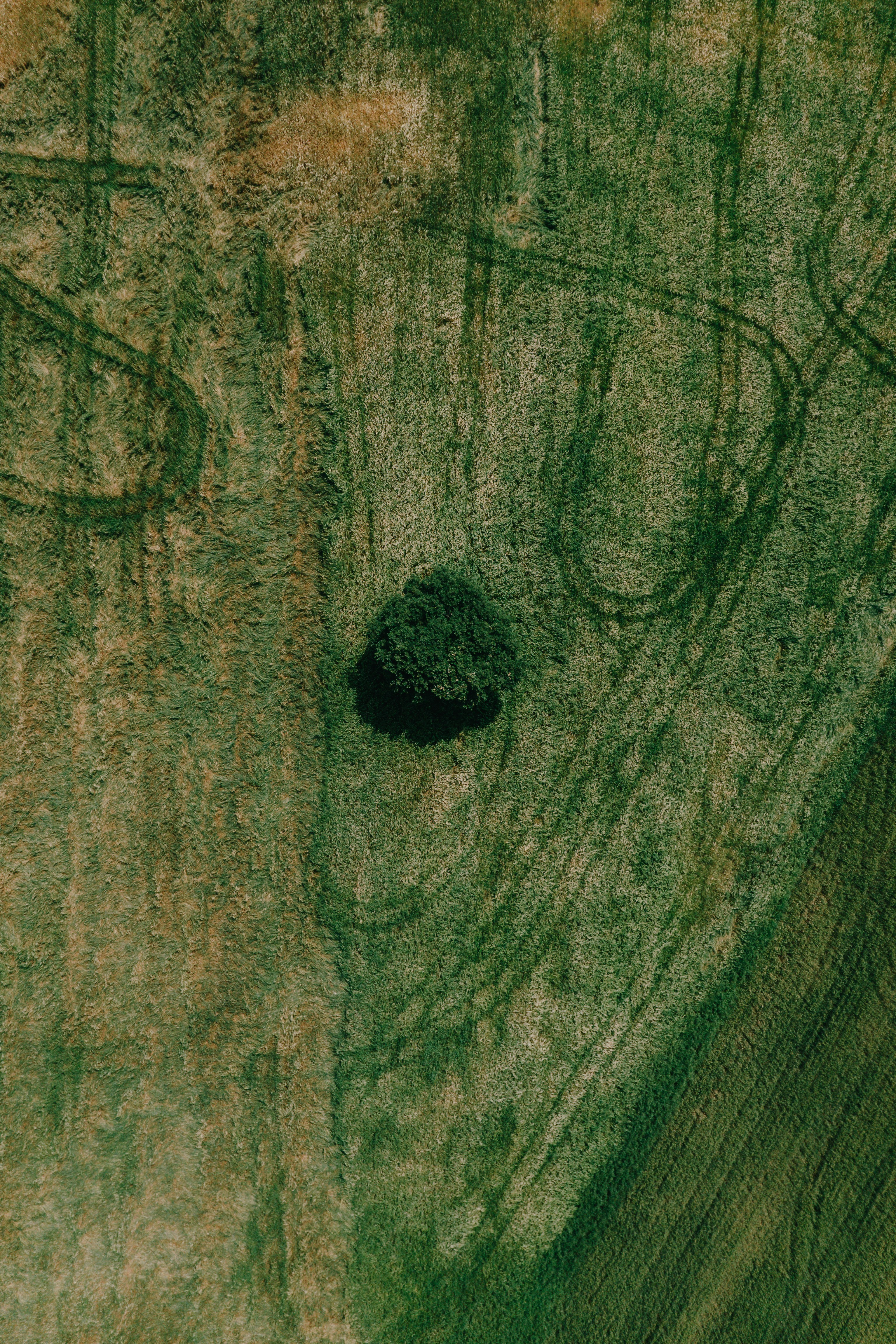 Solitary Tree Surrounded by Concentric Field Trails