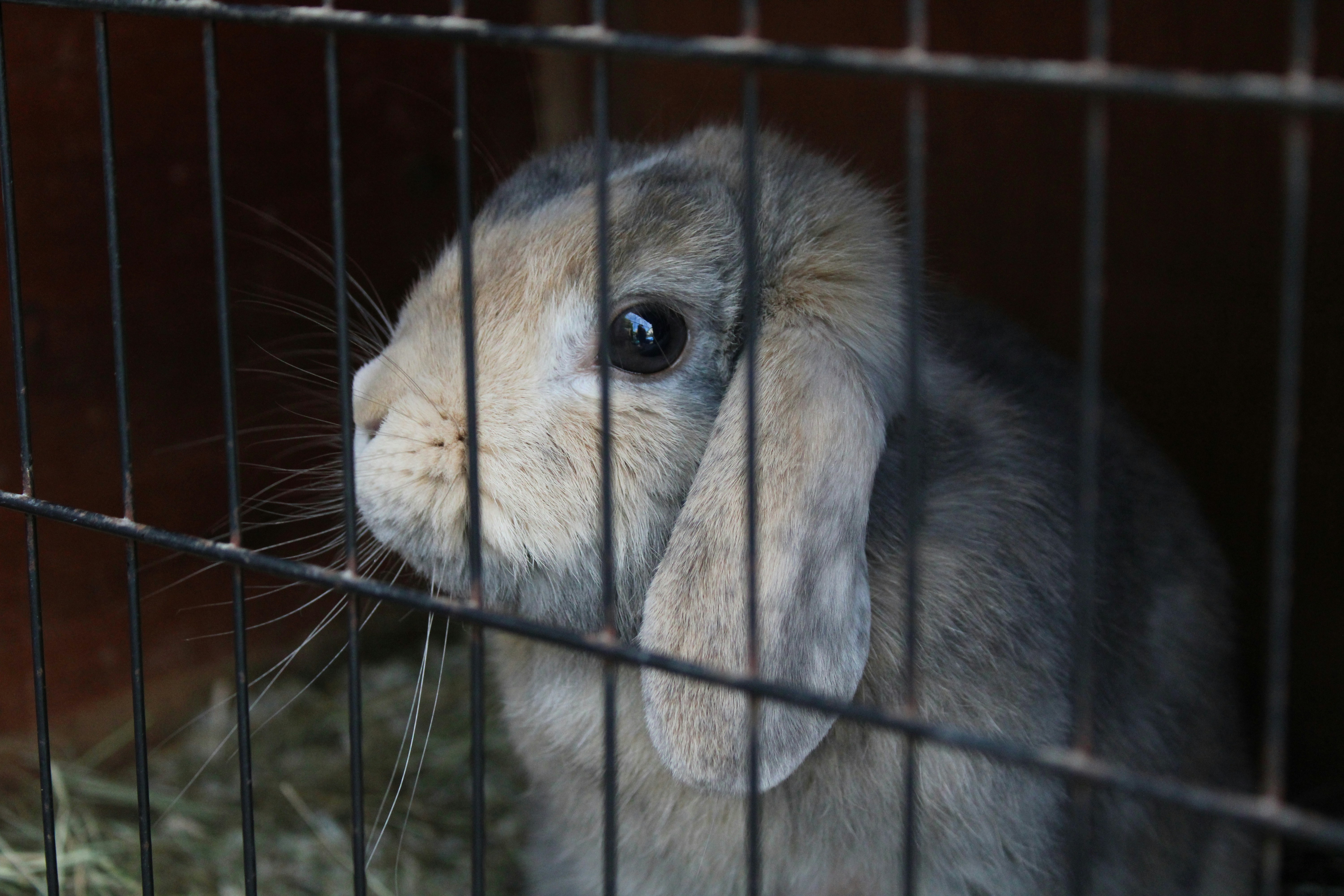 Curious Rabbit in a Whisper of Barbed Light
