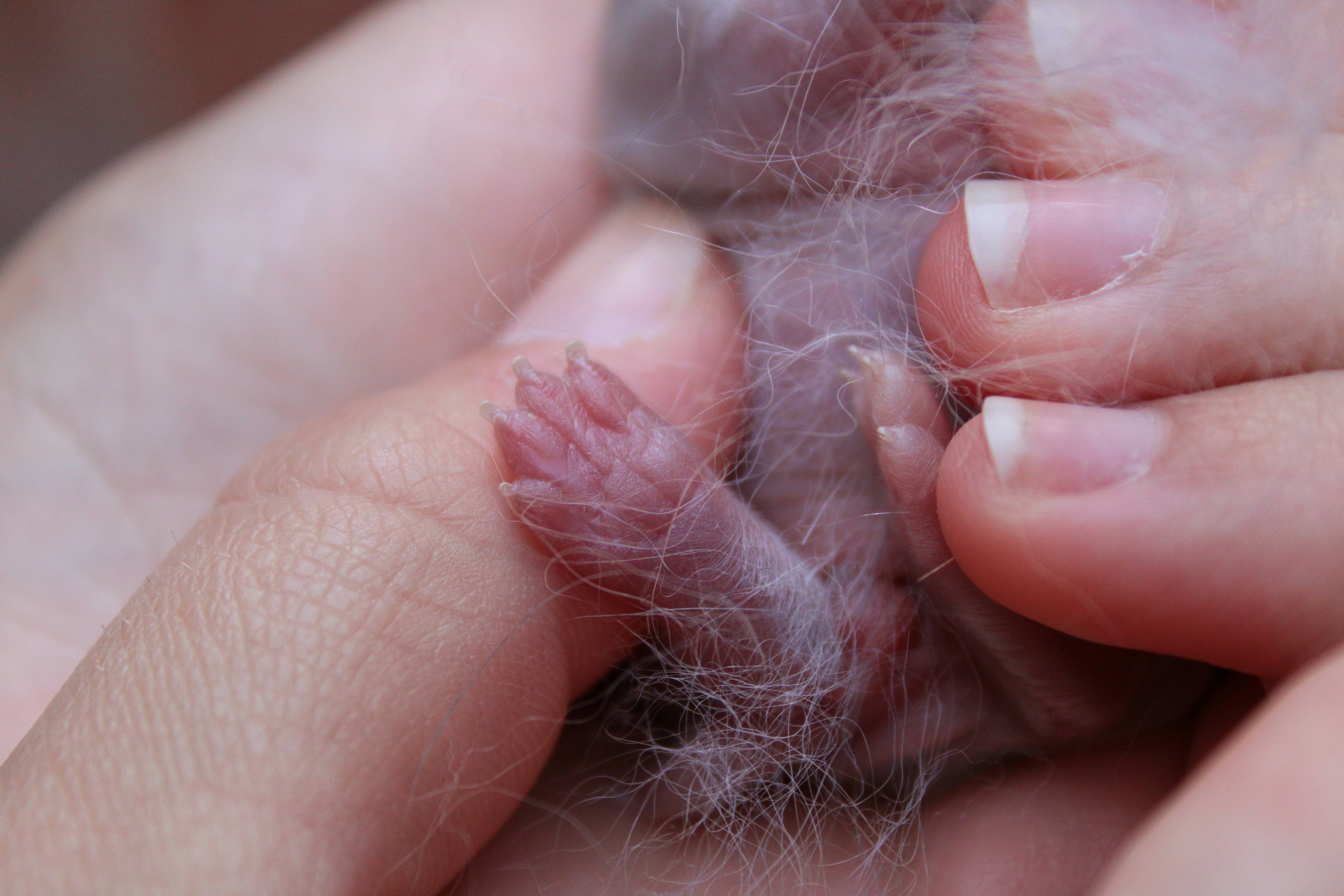 Nestled Paw: a newborn kitten’s tiny paw held between careful fingers