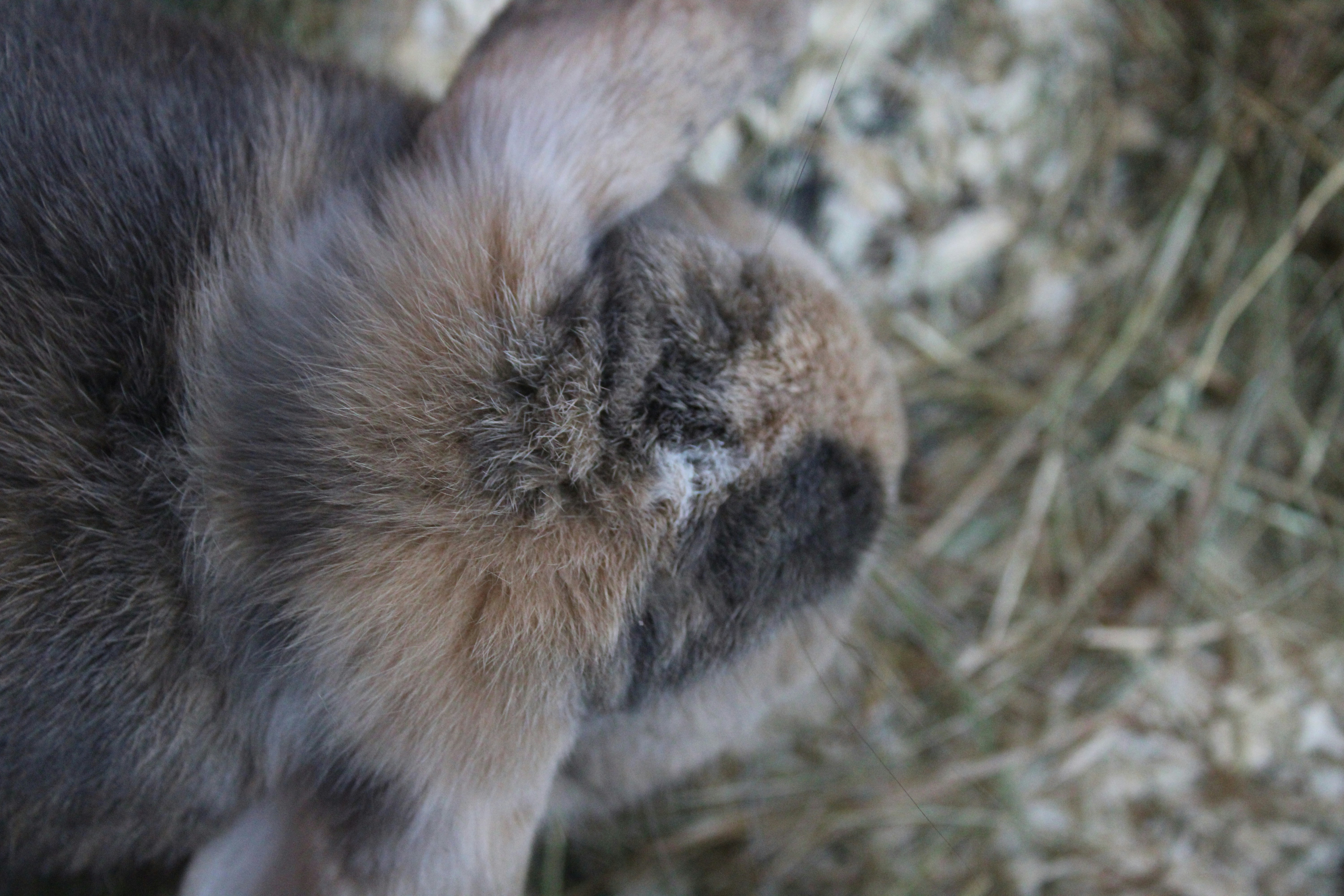 a furry animal with its mouth open