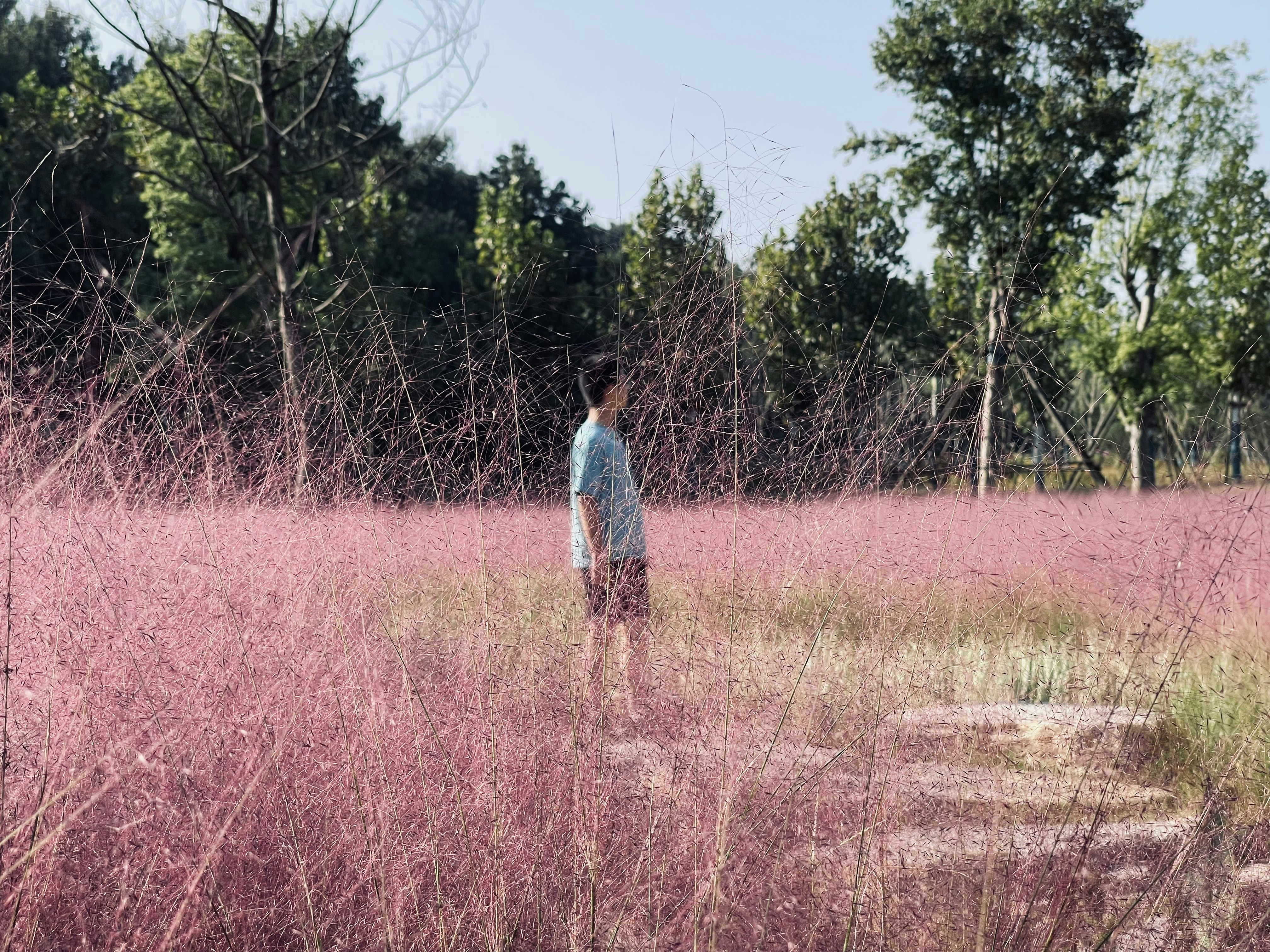 Person standing in a field of pink muhly grass under a clear blue sky.