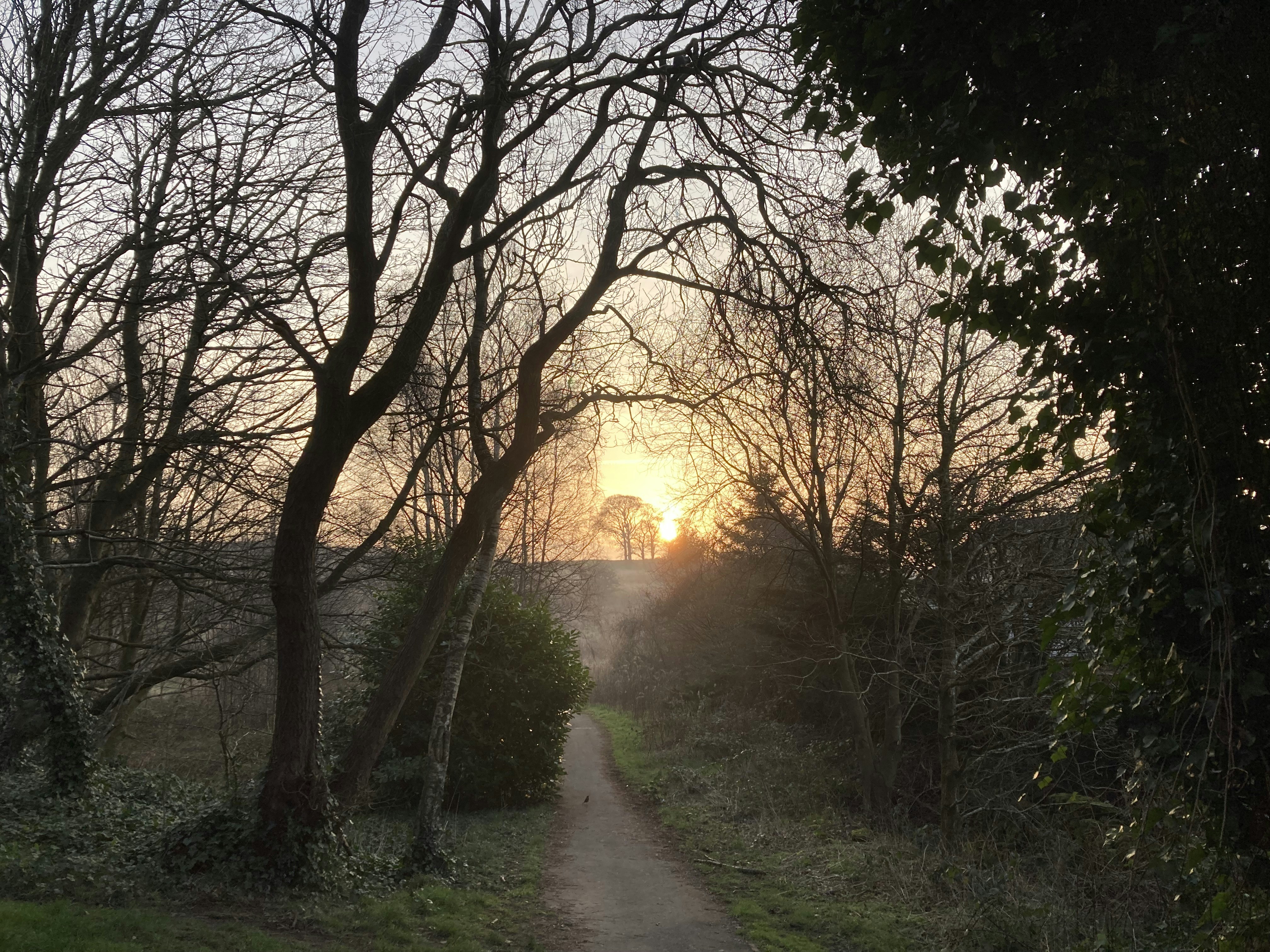 Sunlit Corridor: a tree-framed path toward a glowing horizon