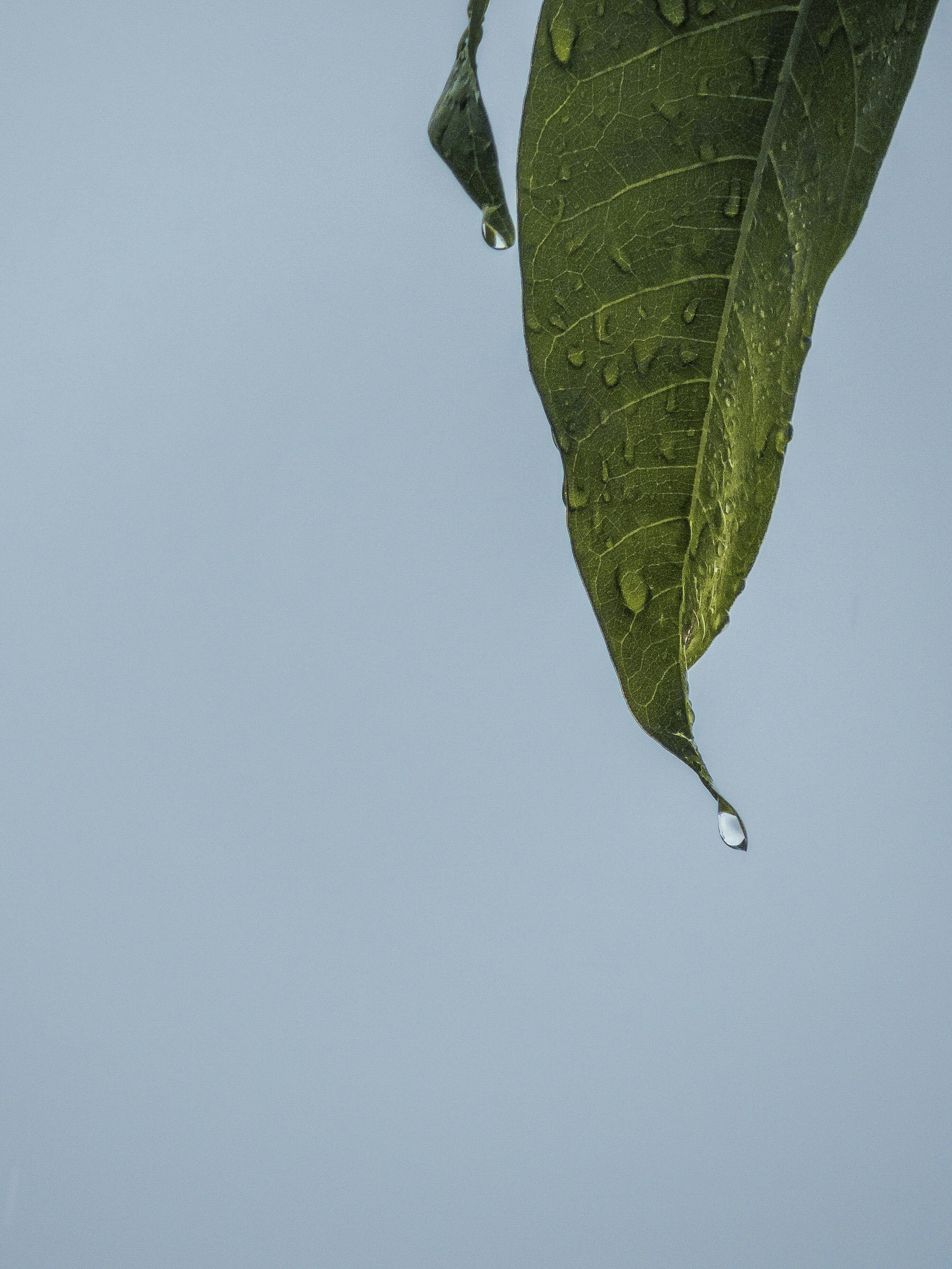 Photo by Himanshu Soni with Nikon Coolpix P520