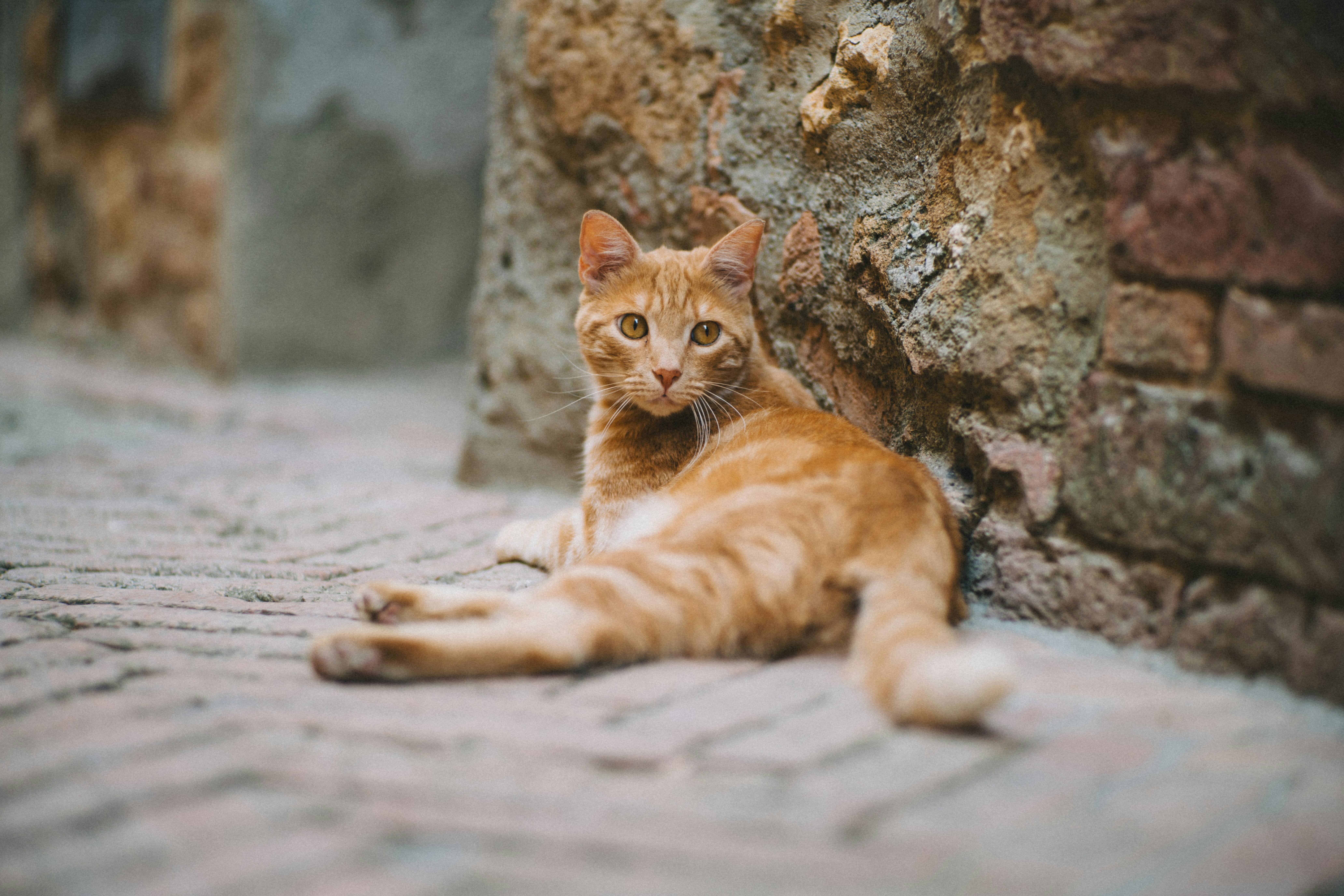 Ginger cat lounging against a textured brick wall in a quiet alleyway.