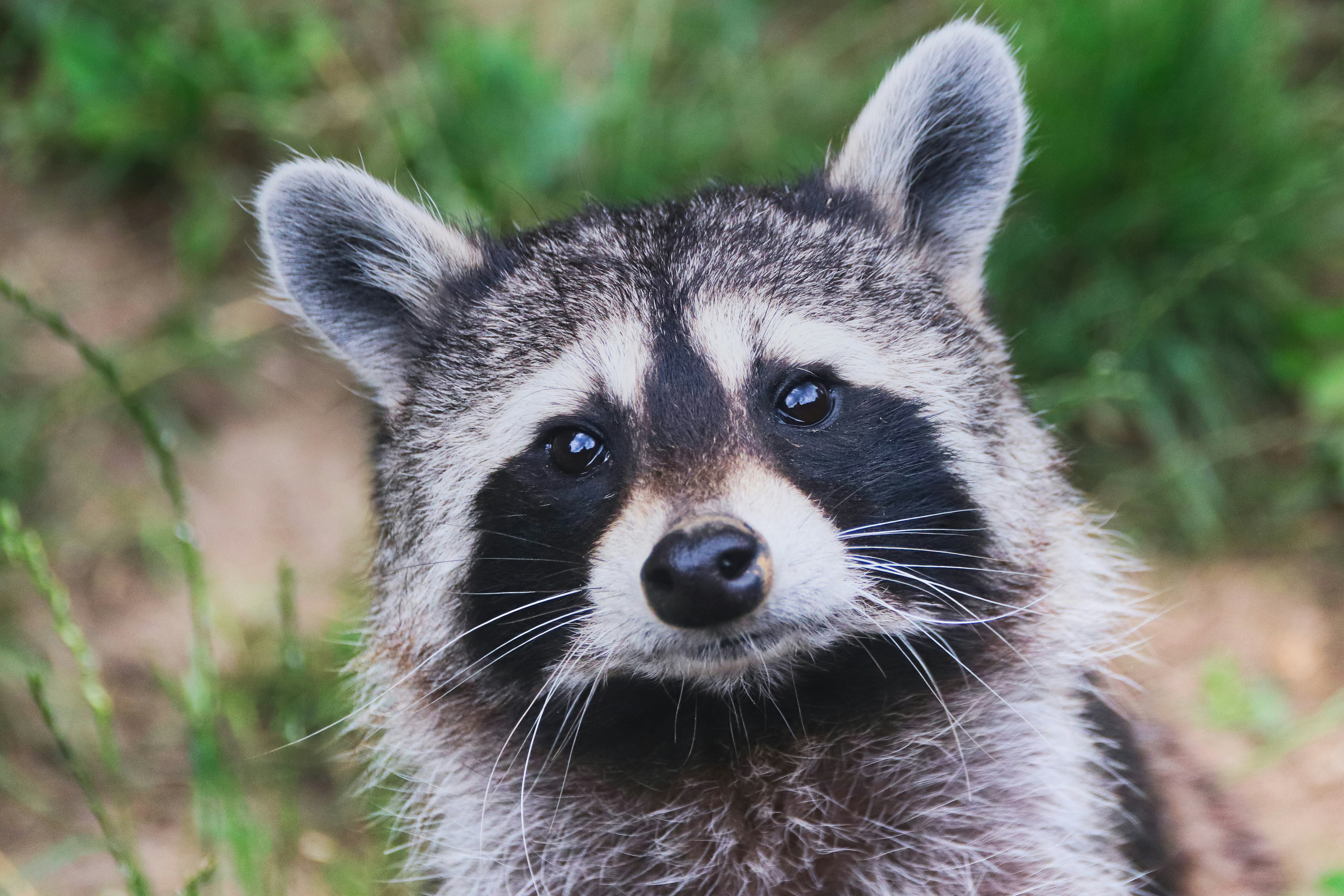 Foto Un mapache mirando a la cámara – Imagen Gris gratis en Unsplash