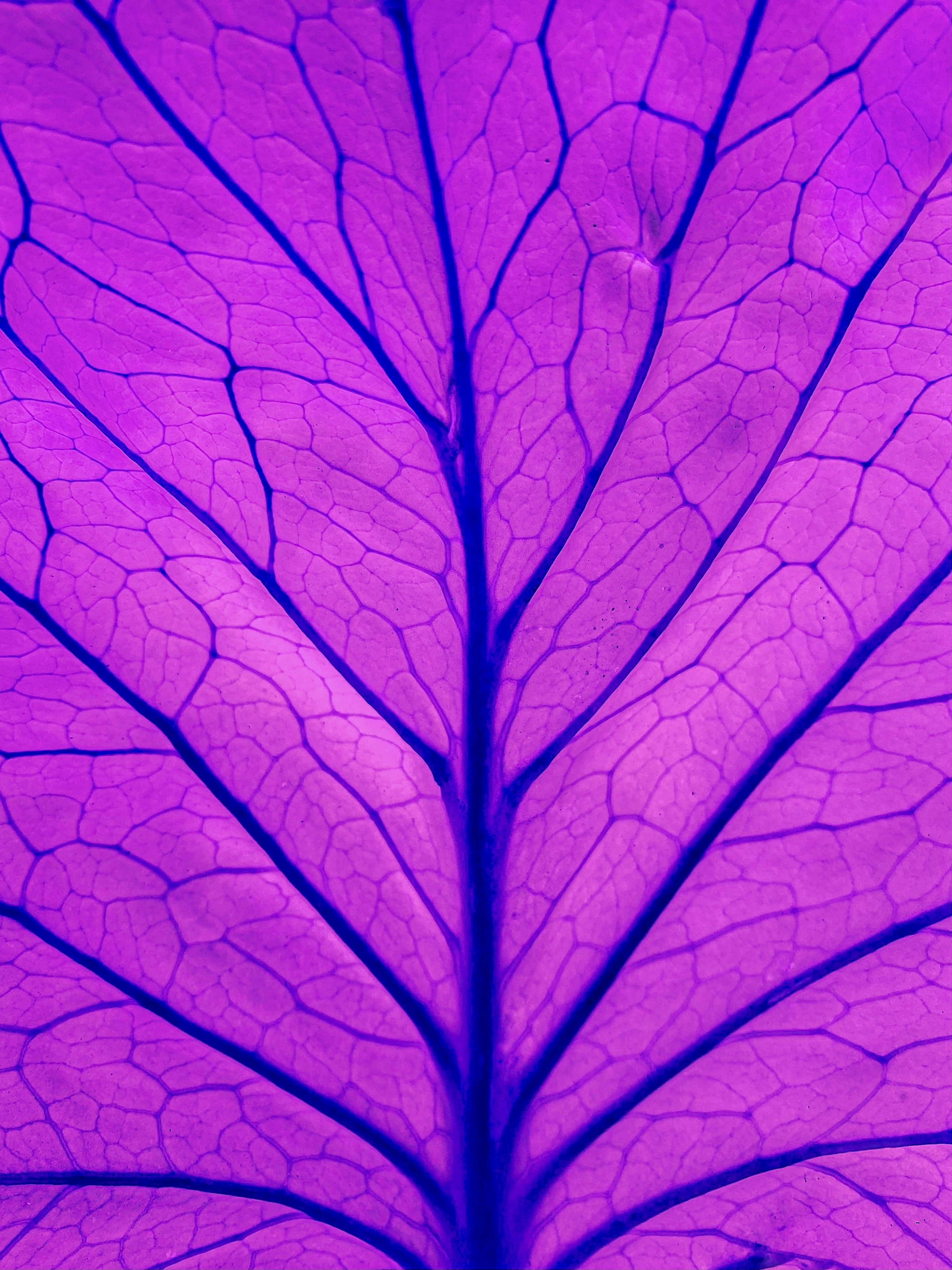 A close up of a plant photo – Free Experimental Image on Unsplash