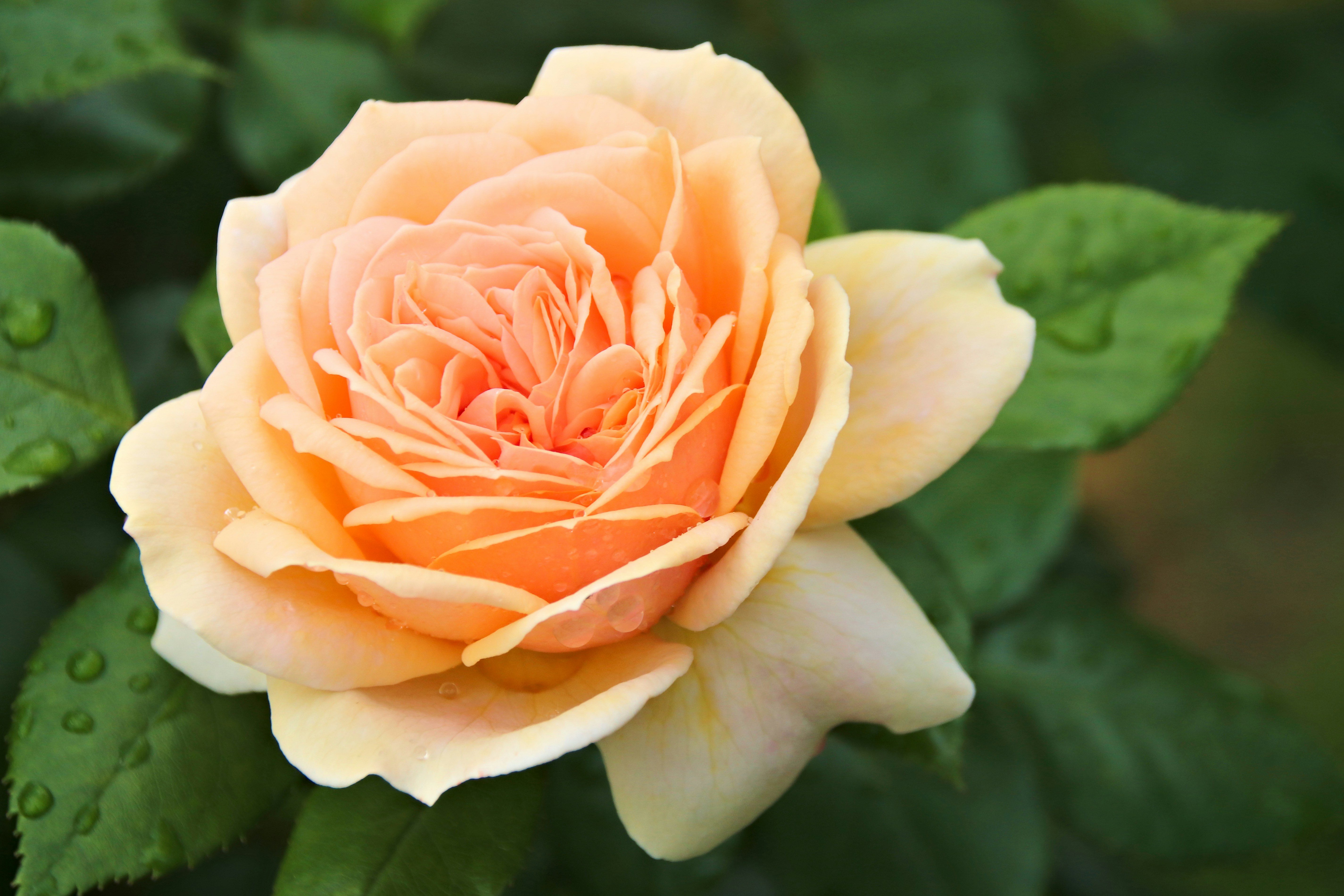 Un primer plano de una flor foto – Imagen de Flor gratuita en Unsplash