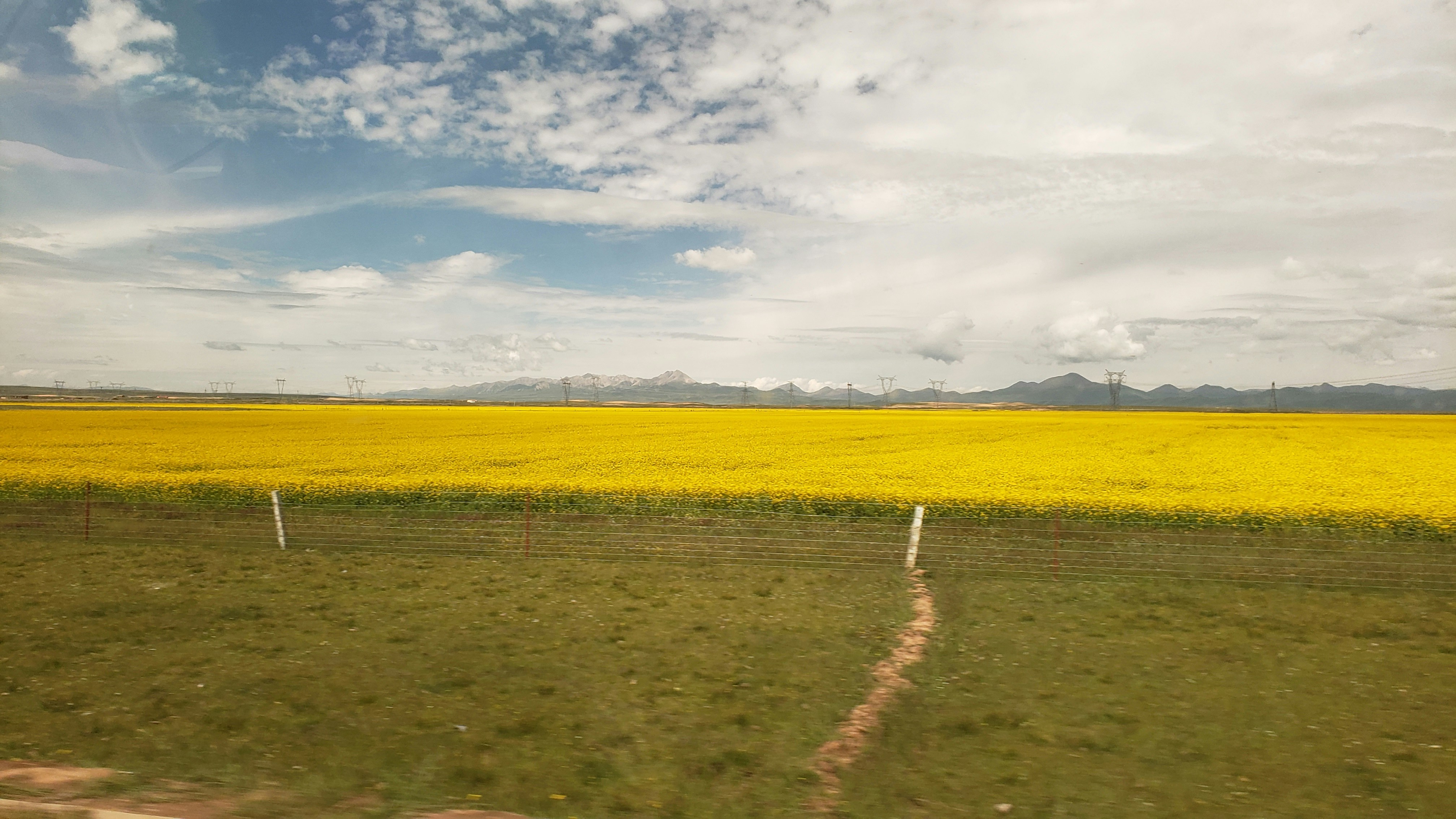 Golden Field Horizon: A Quiet Sprawl of Canola under a Wide Sky