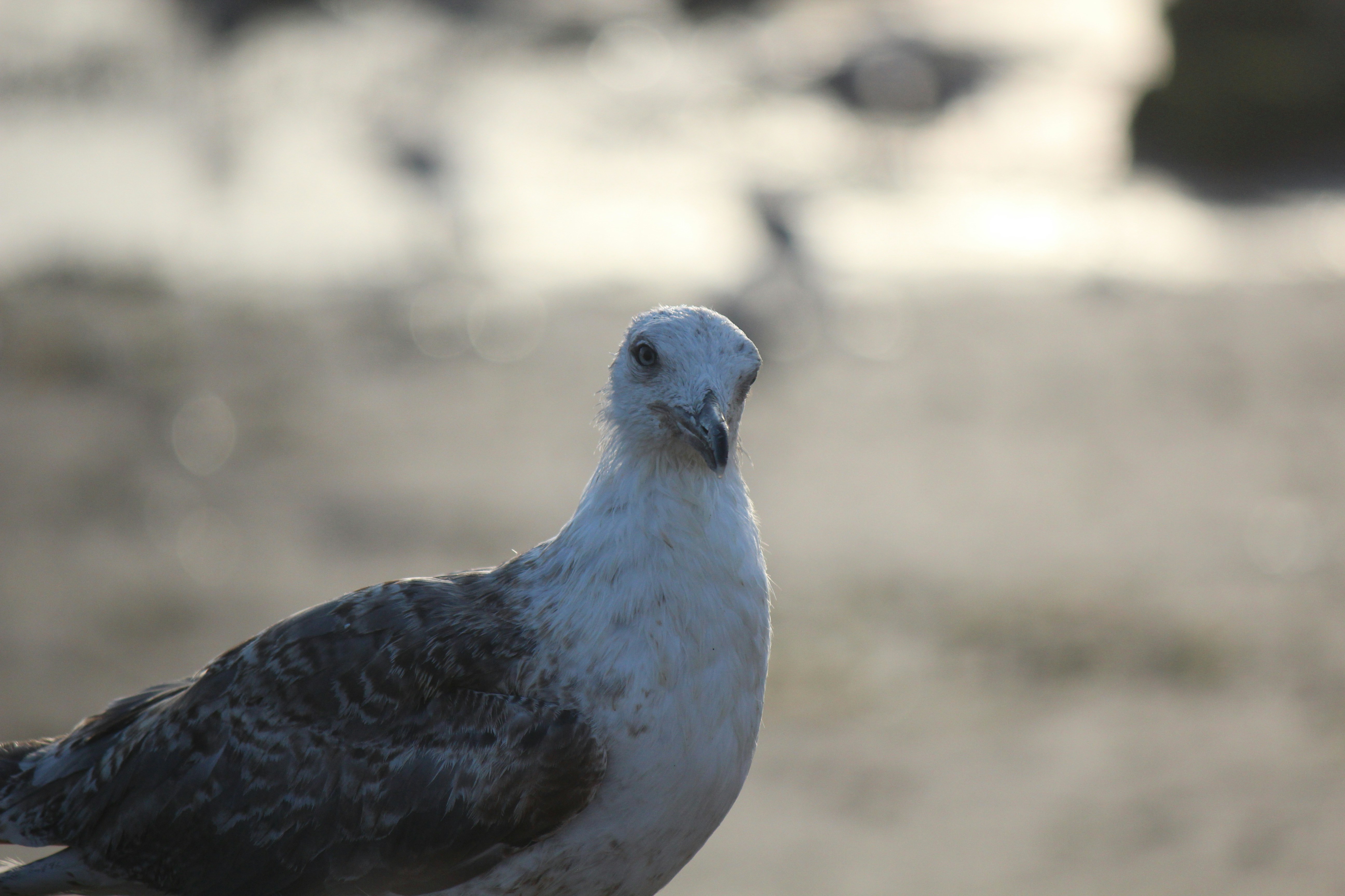 Close-up of a seagull with a sharp gaze, set against a blurred coastal background. The bird's feathers display intricate details and textures.