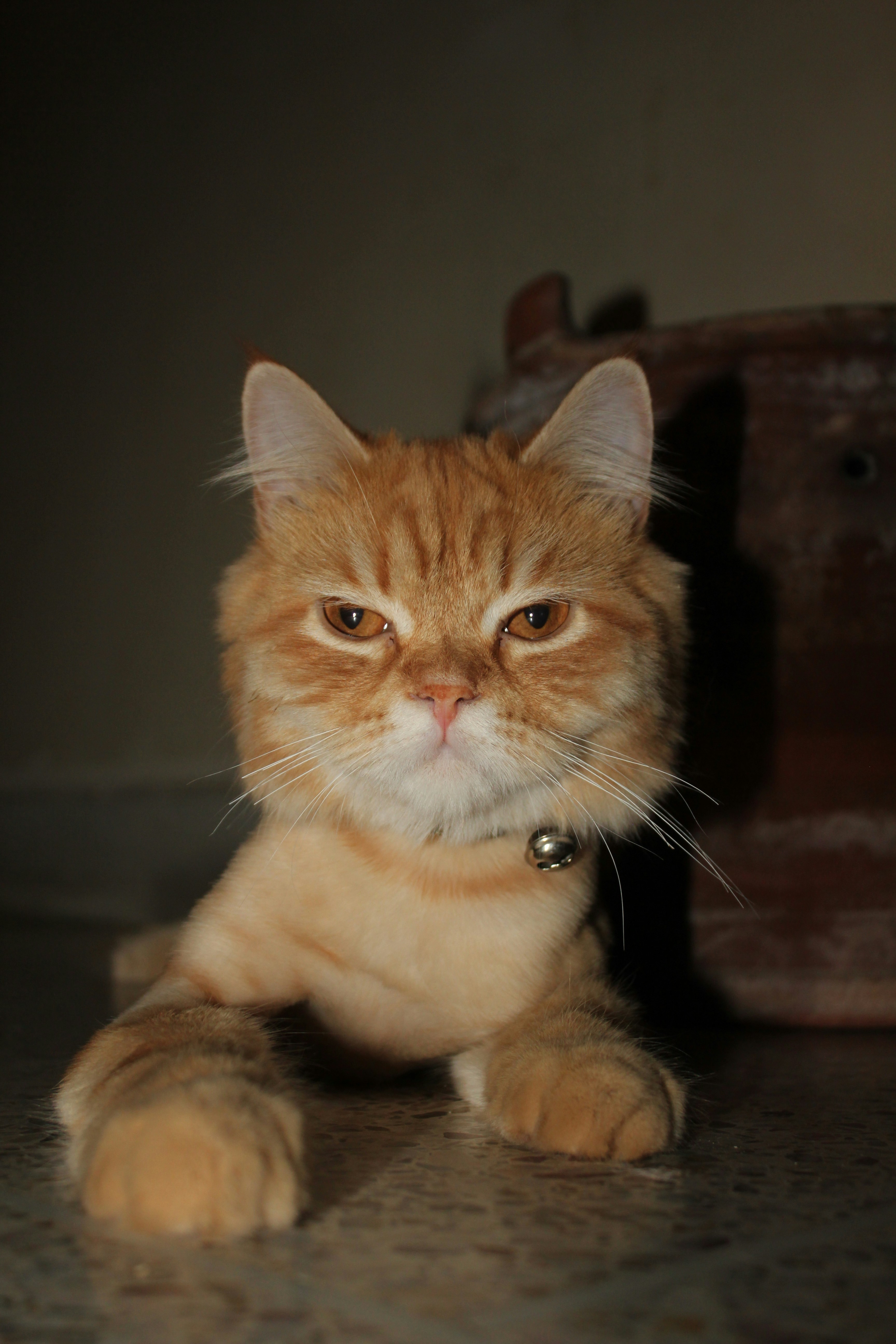 Amber Gaze: A Ginger Cat in Quiet Indoor Light