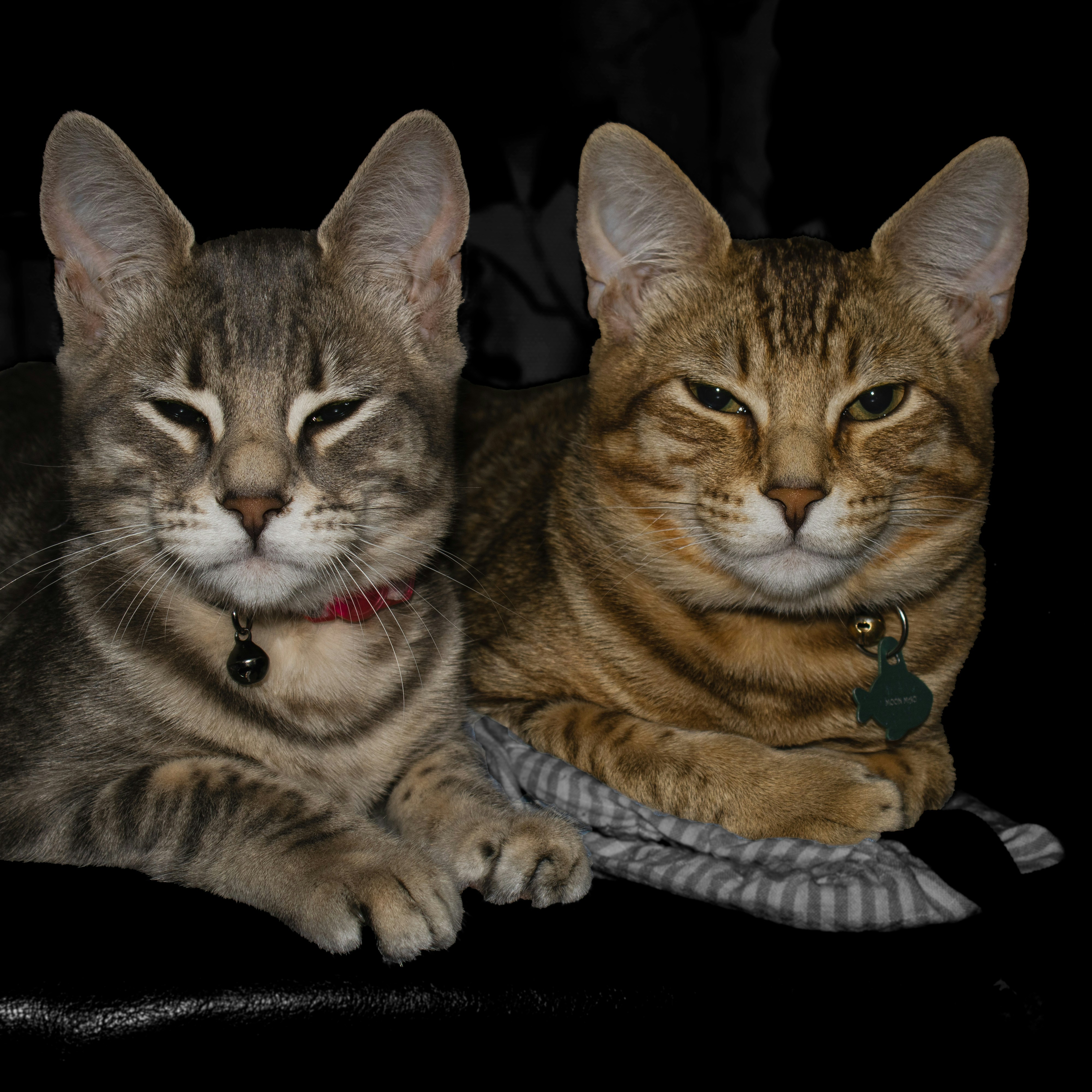 Deux chats assis l’un à côté de l’autre photo – Photo Chats Gratuite ...