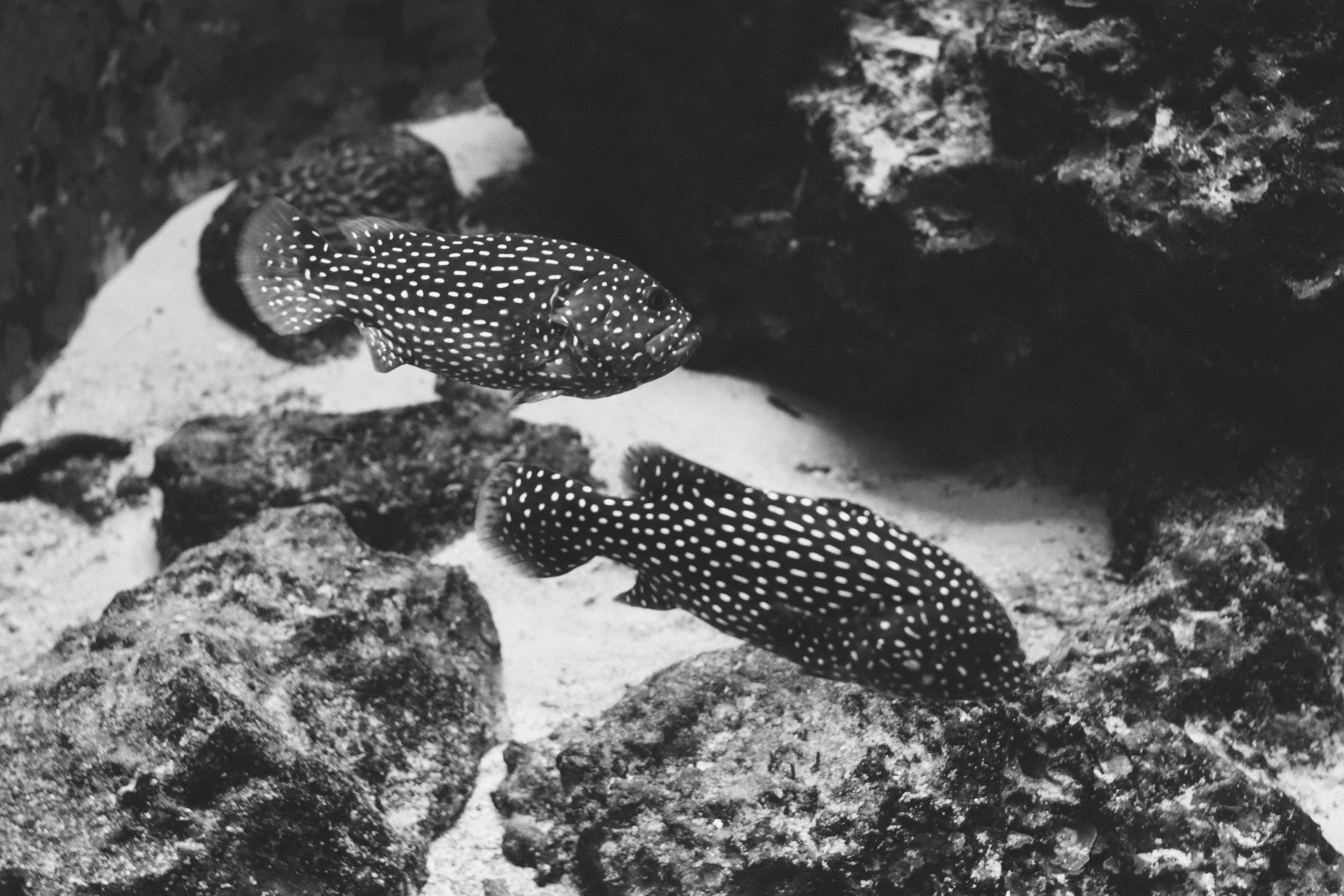Monochrome Encounter: Twin Spotted Reef Fish Between Rough Rocks