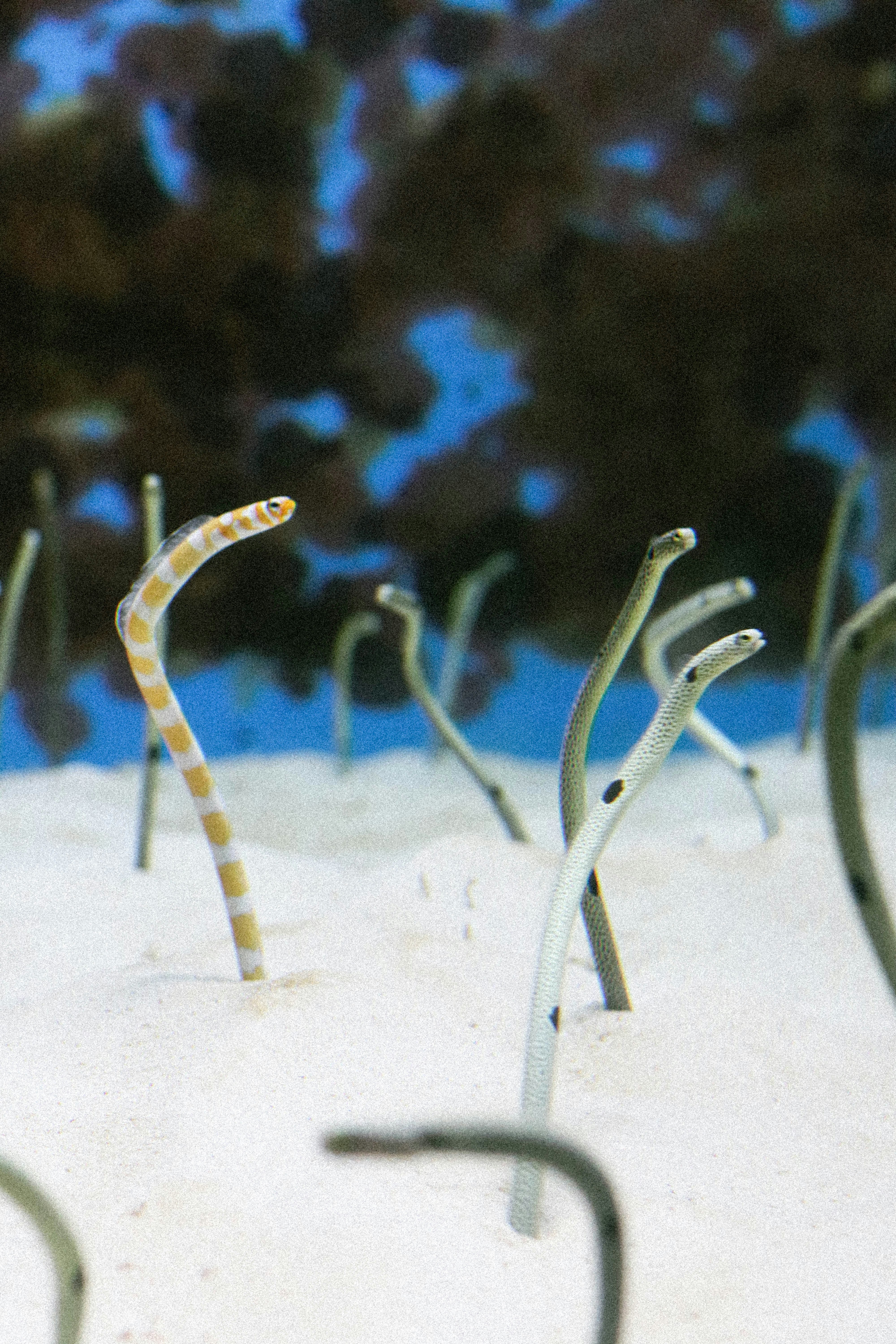 Undulating Garden of Sea Snakes