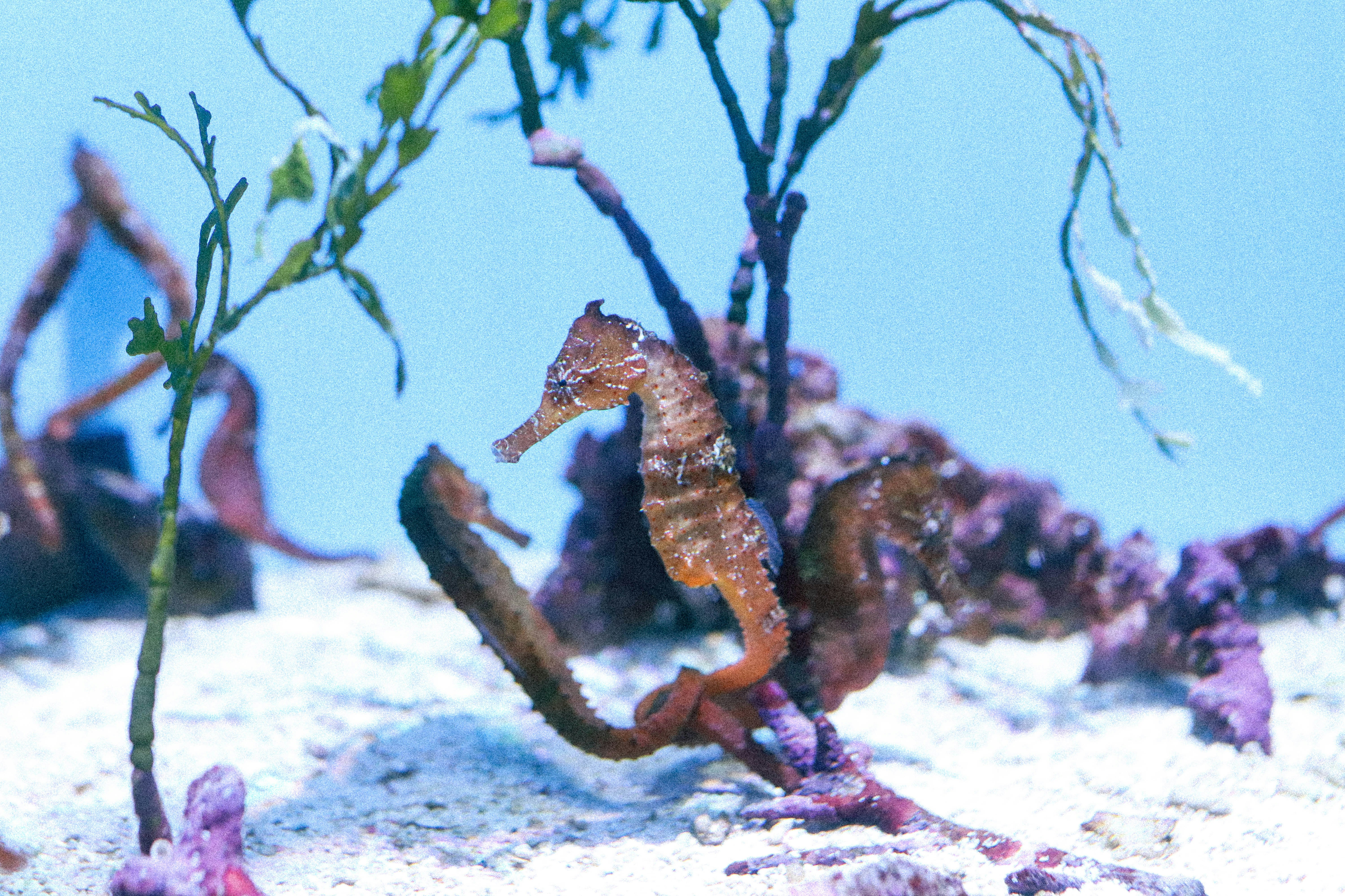 Seahorse in Drift: A Silent Moment on the Sea Bed