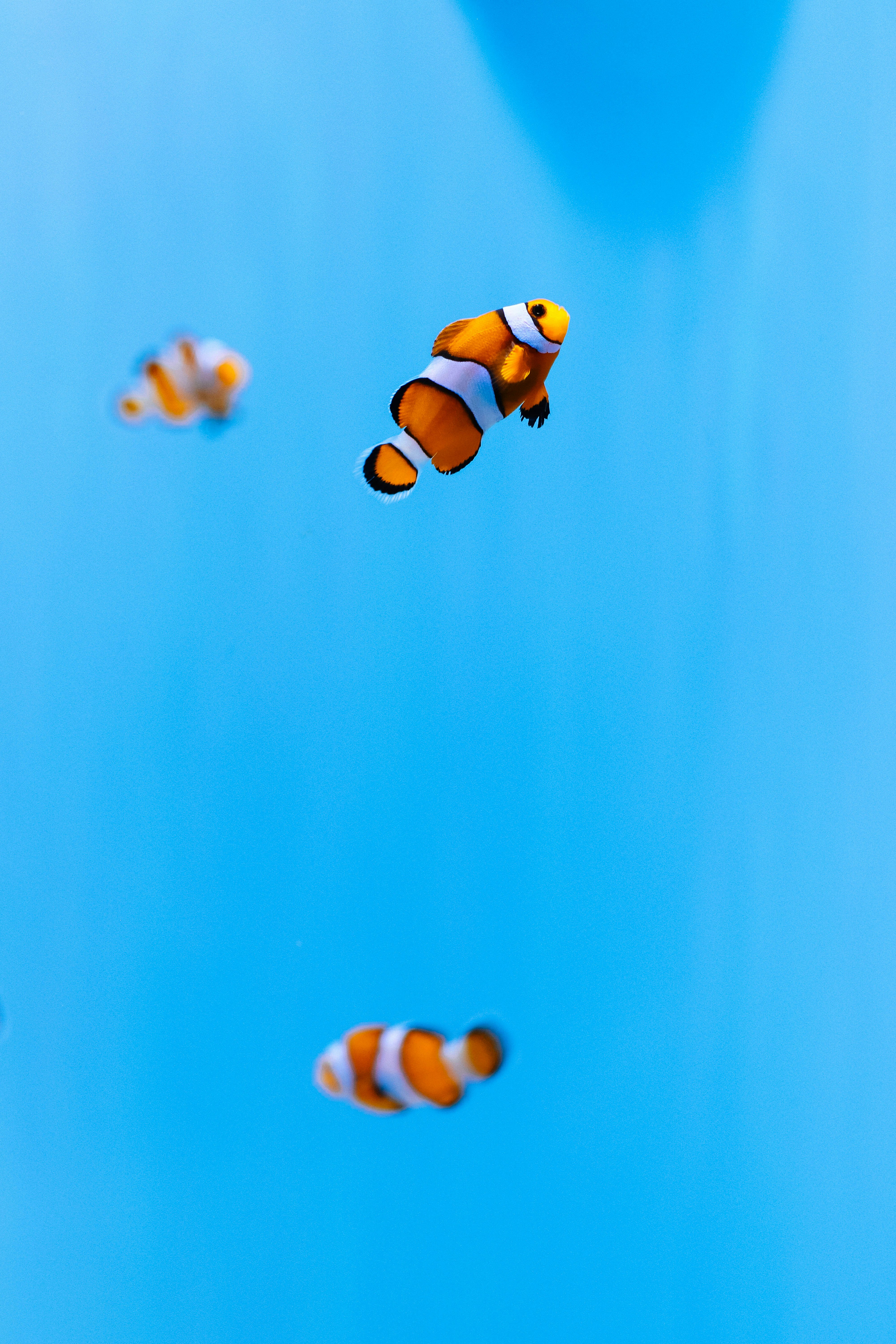 a group of fish in the water