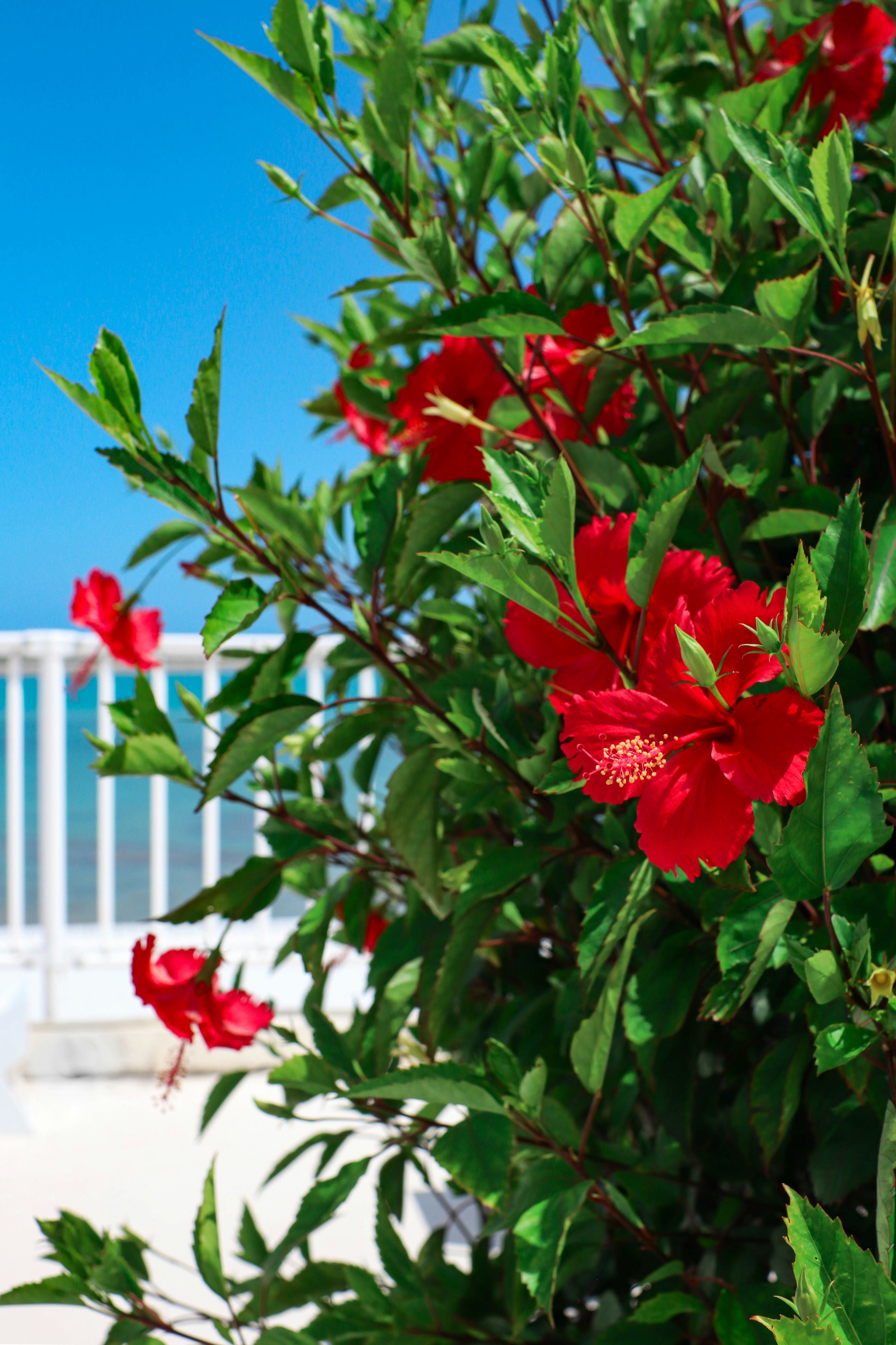 Crimson Hibiscus Against a Clear Blue Sky