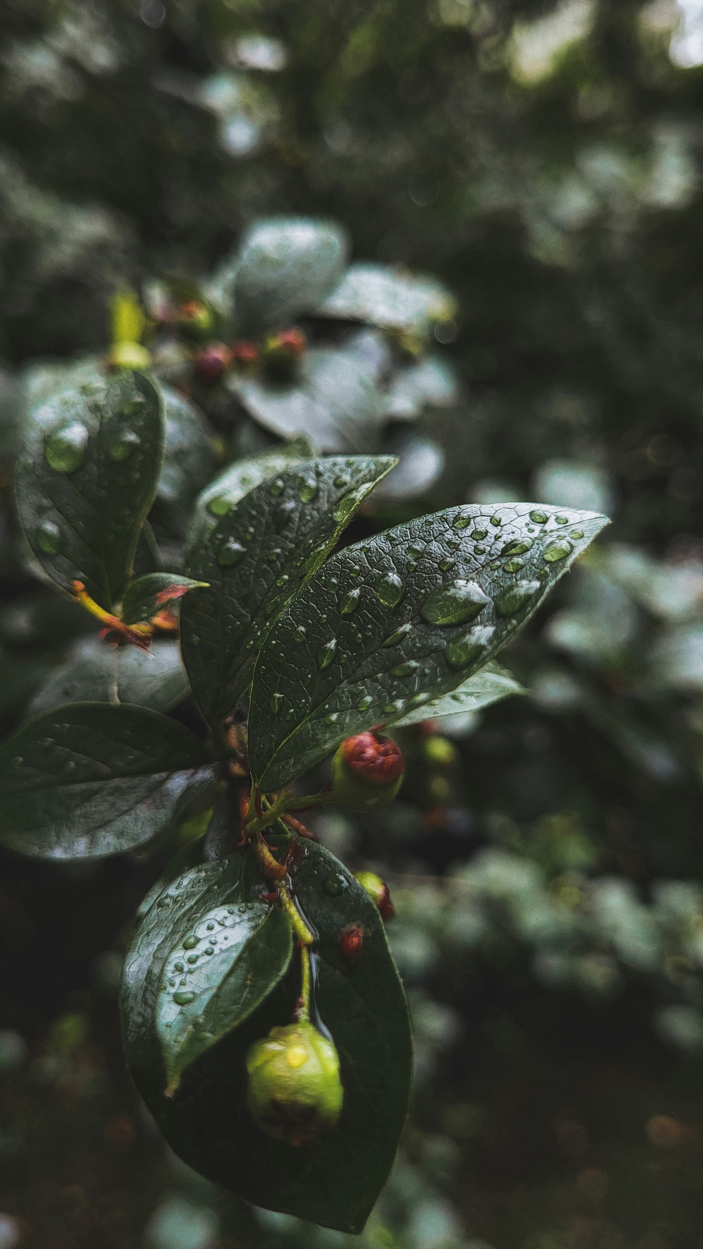 Green aesthetic | 20 best free green aesthetic, plant, life style and ...