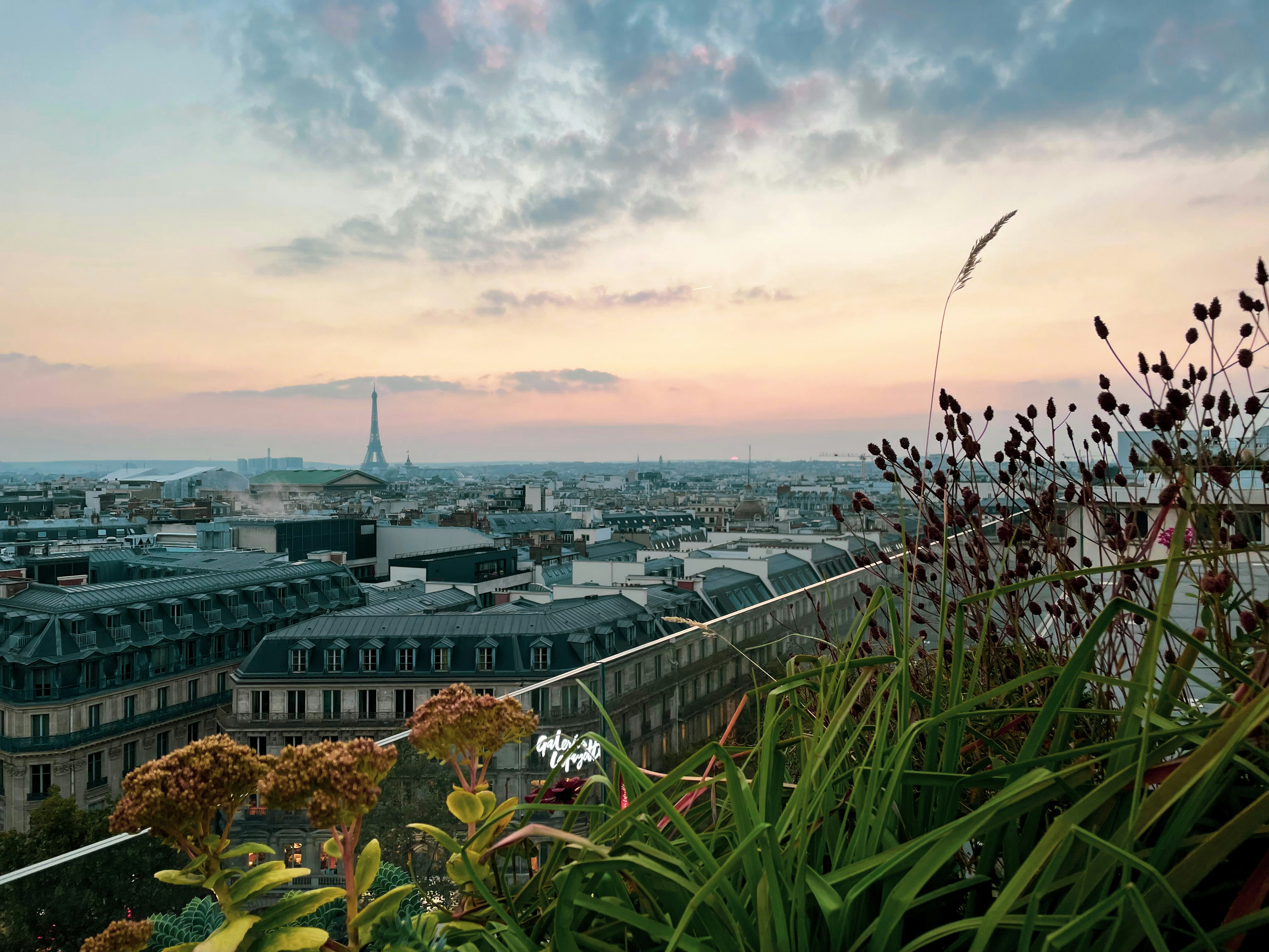 Rooftop Verdure at Dusk: Framing the Eiffel Tower Above a Paris Skyline