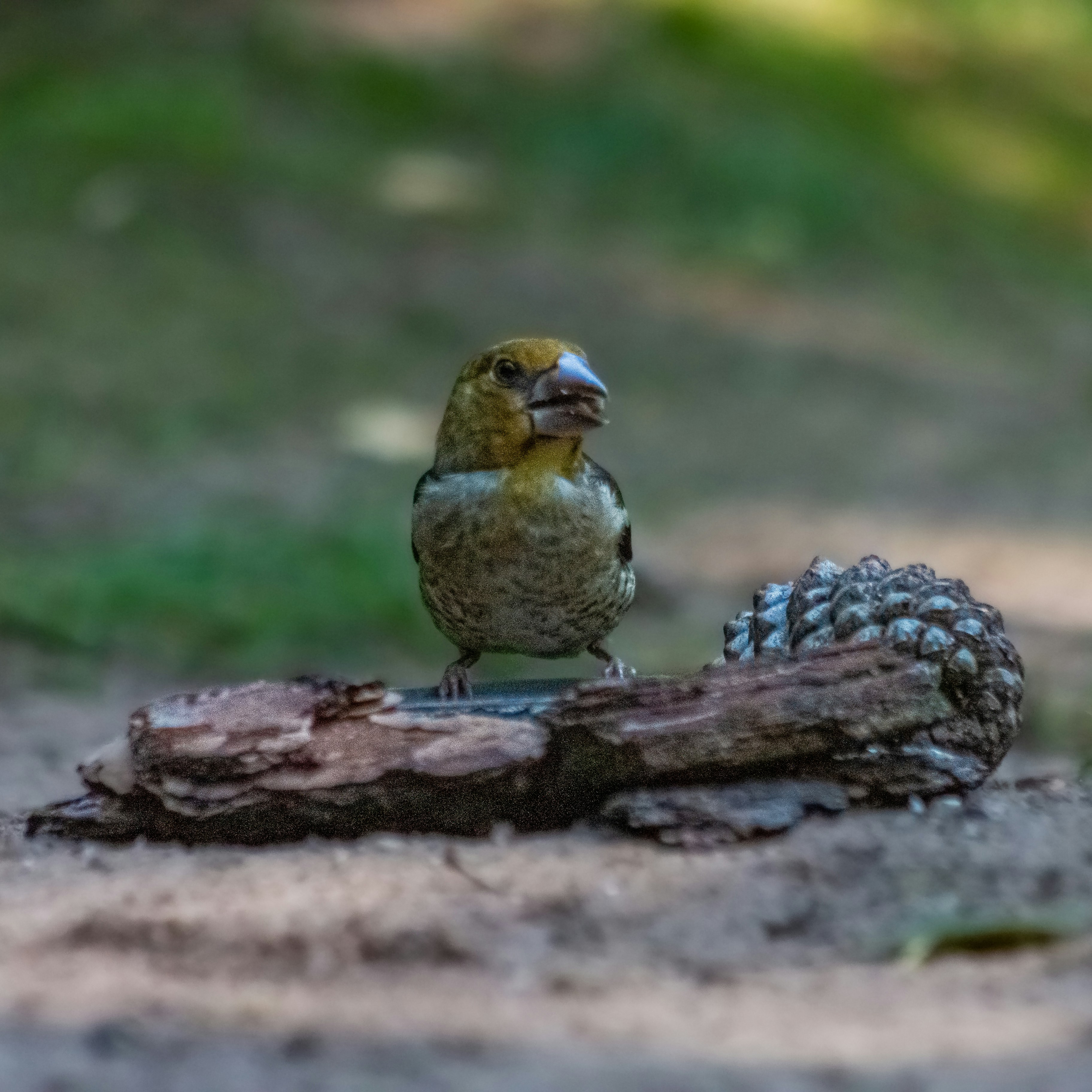 Dappled Woodland Moment: Tiny Beak Perches on a Weathered Log