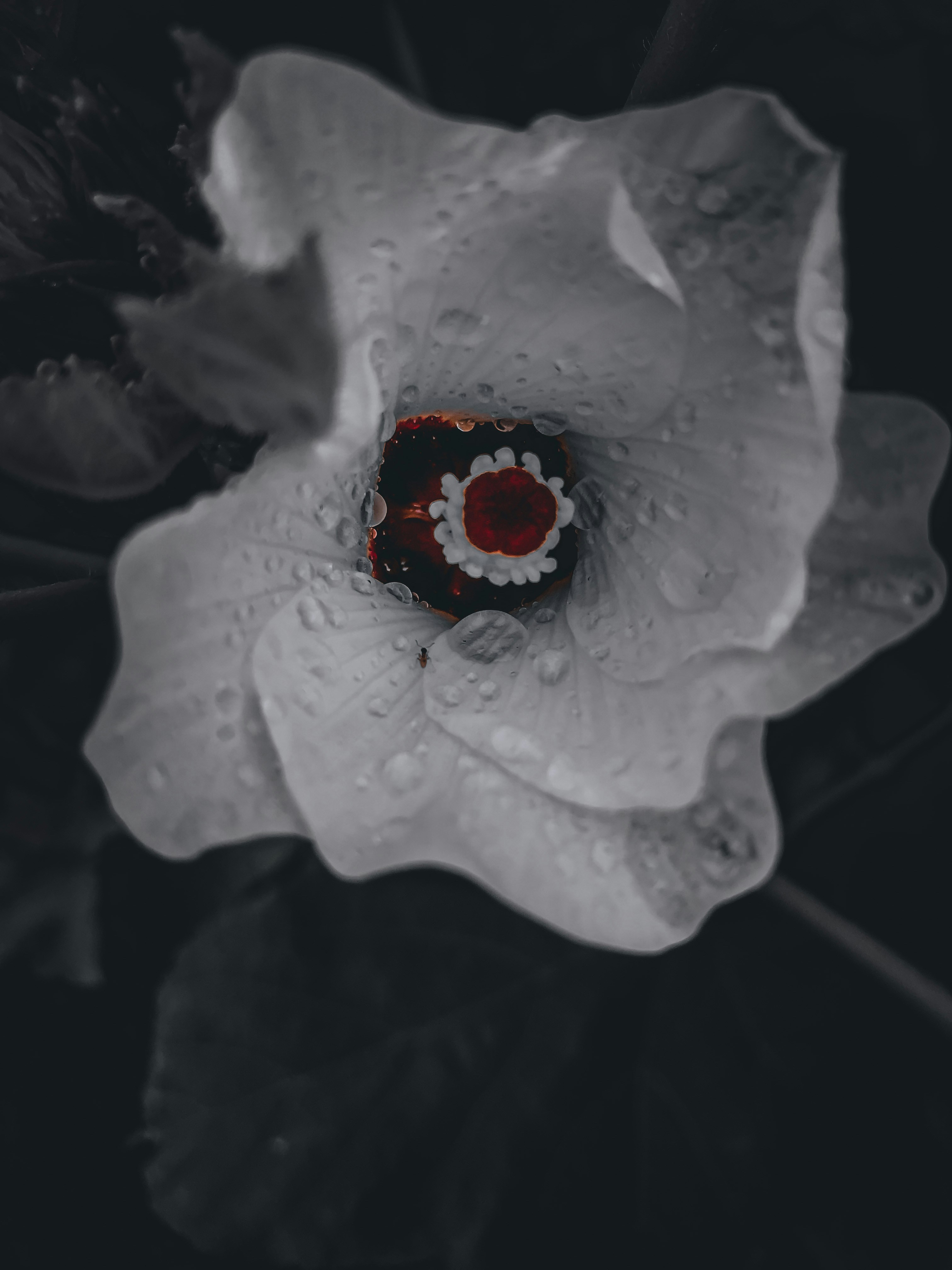 White flower with dewdrops revealing a vibrant red center, surrounded by dark foliage.