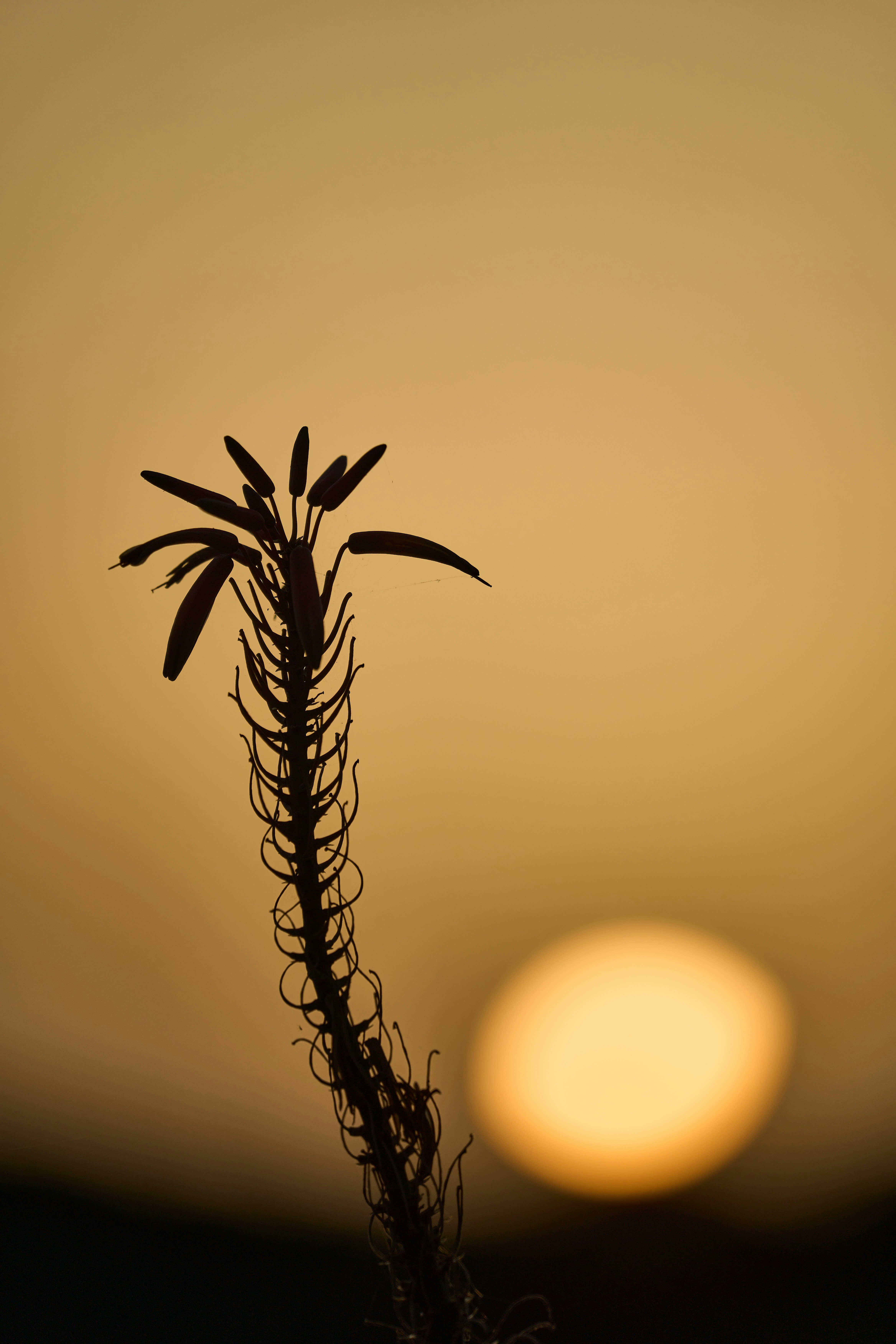 Silhouetted Seed Head Reaching Toward a Blurred Sunset