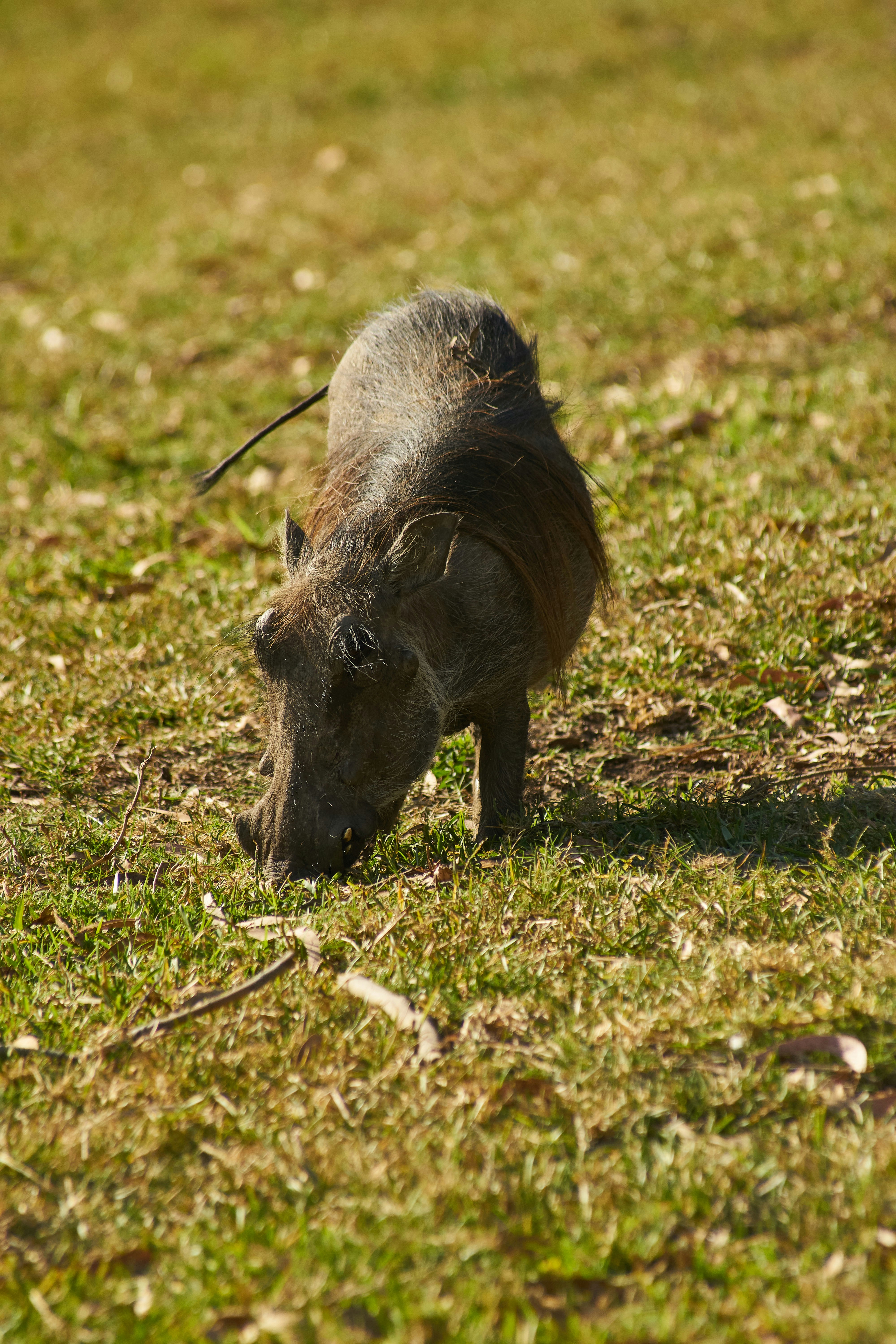 a dog standing on top of a grass covered field