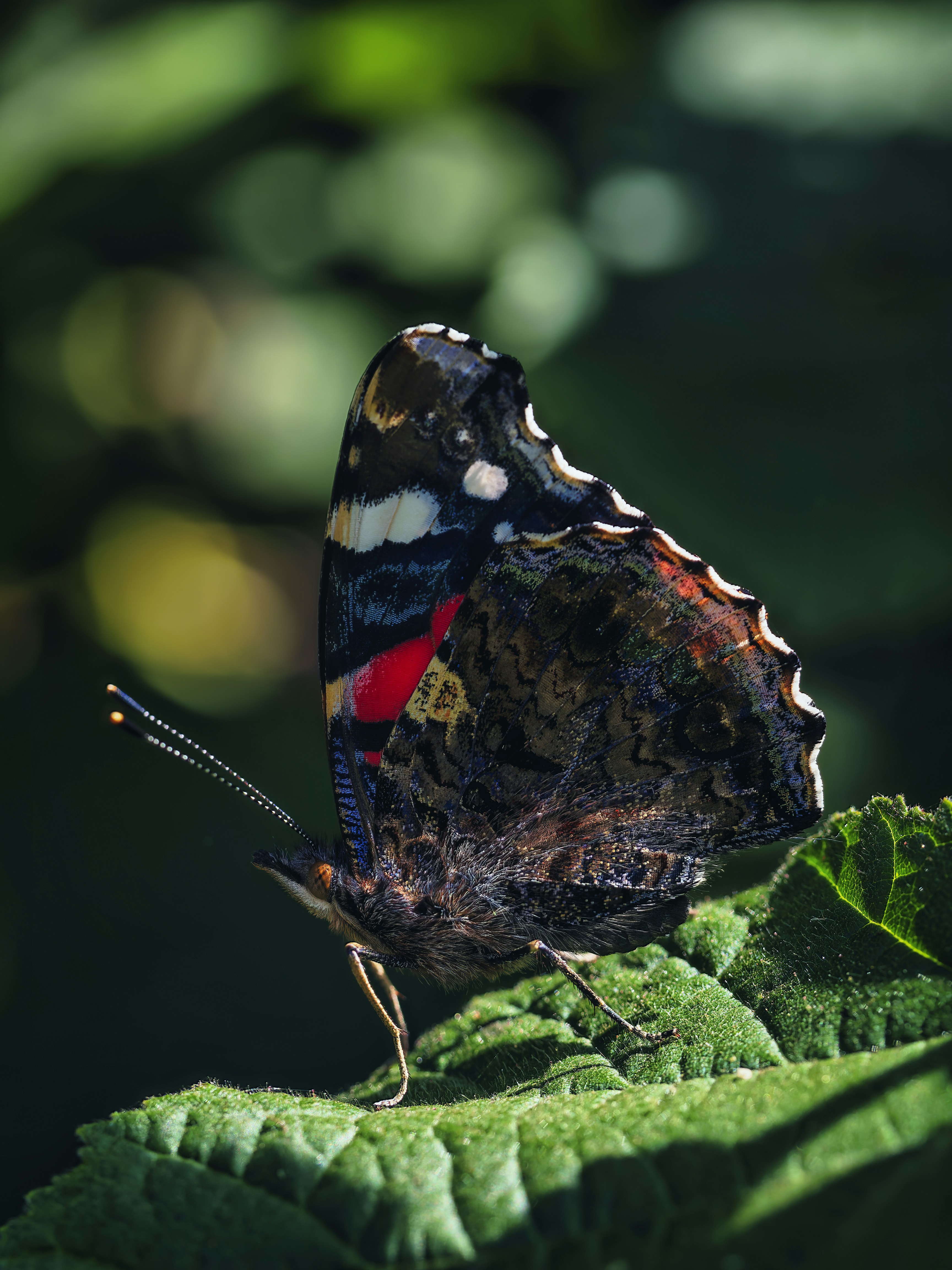 The Butterfly Effect. As a drone photographer, I envy the grace, beauty and vision butterflies possess naturally every day.
