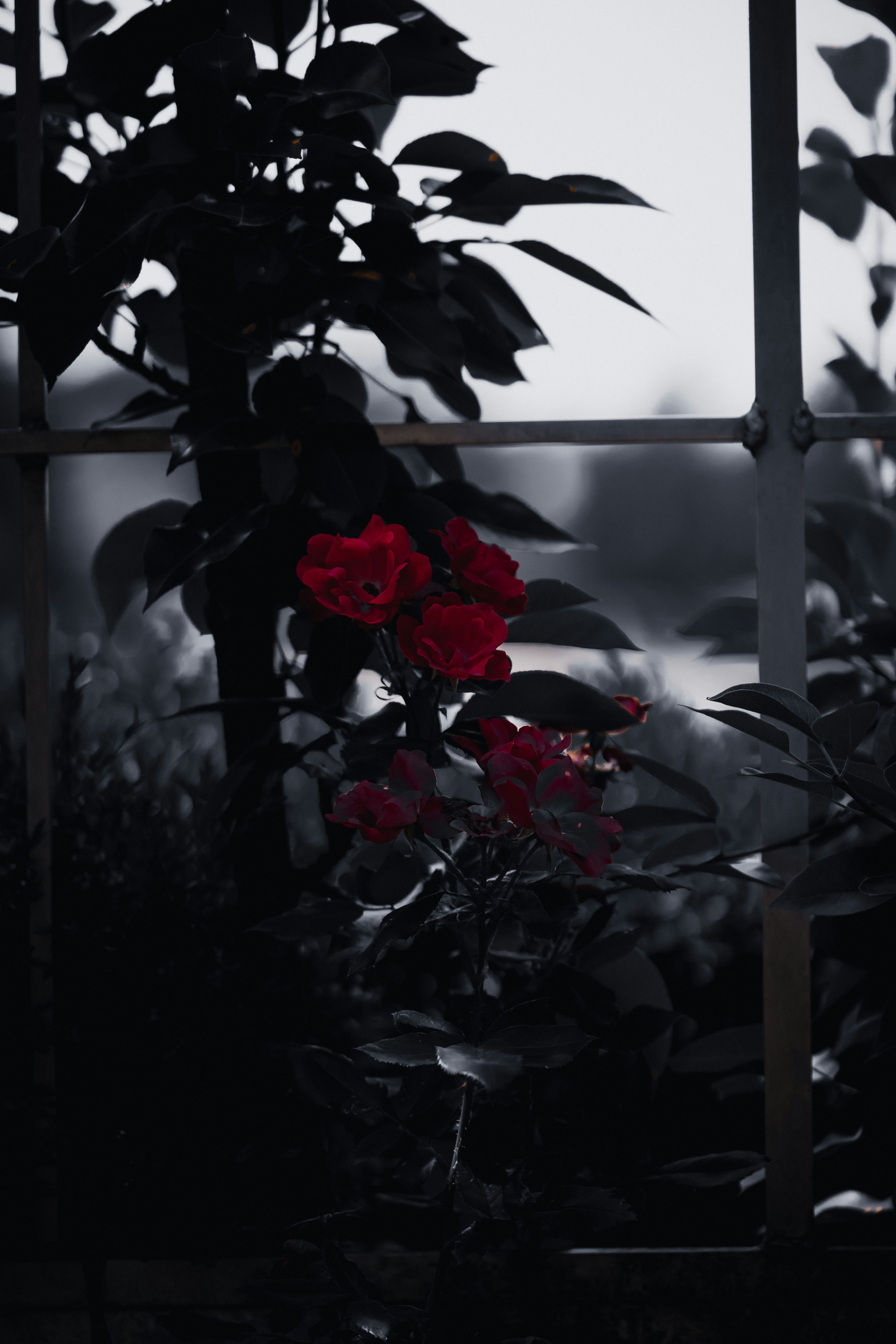 Crimson Rose Amid Iron Grids