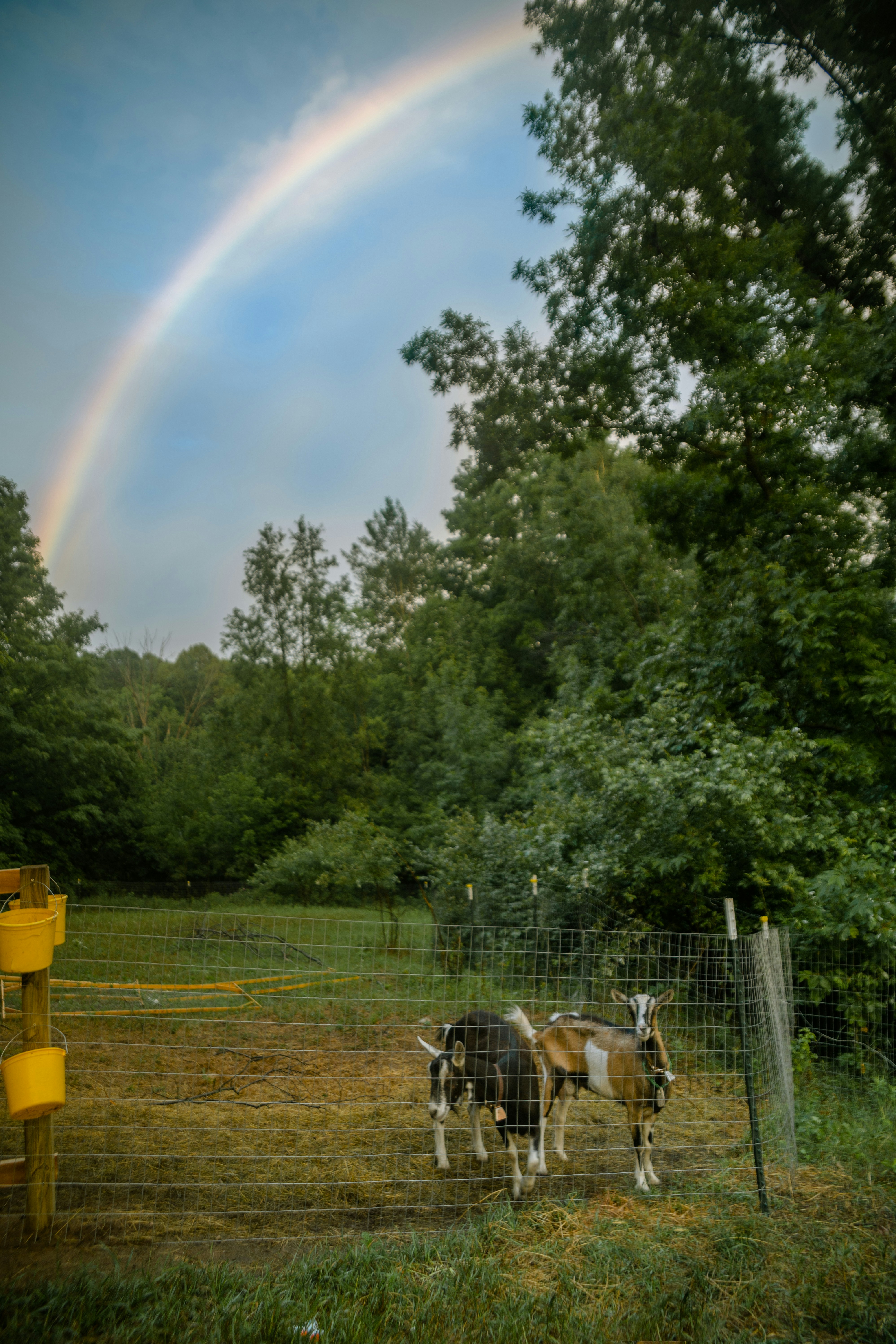 Rainbow Arc Over the Fence: Goats Pausing at the Edge of a Lush Pasture