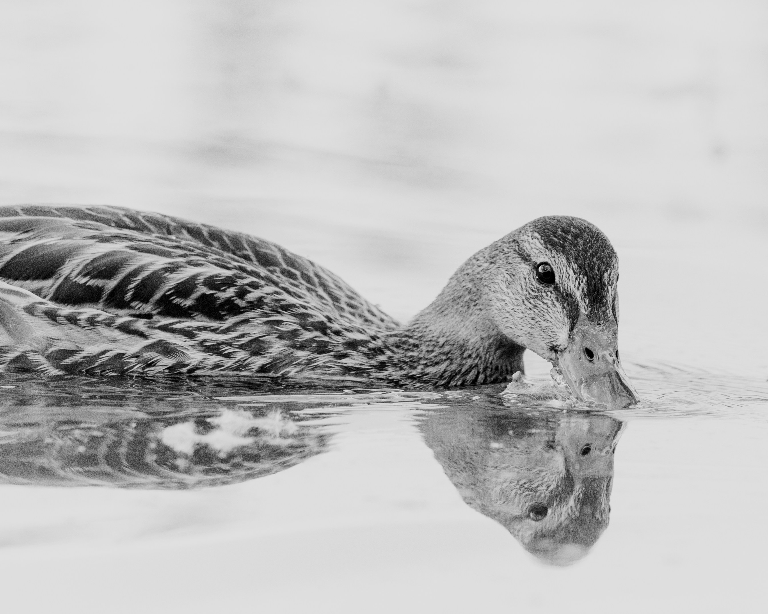 a duck swimming in water